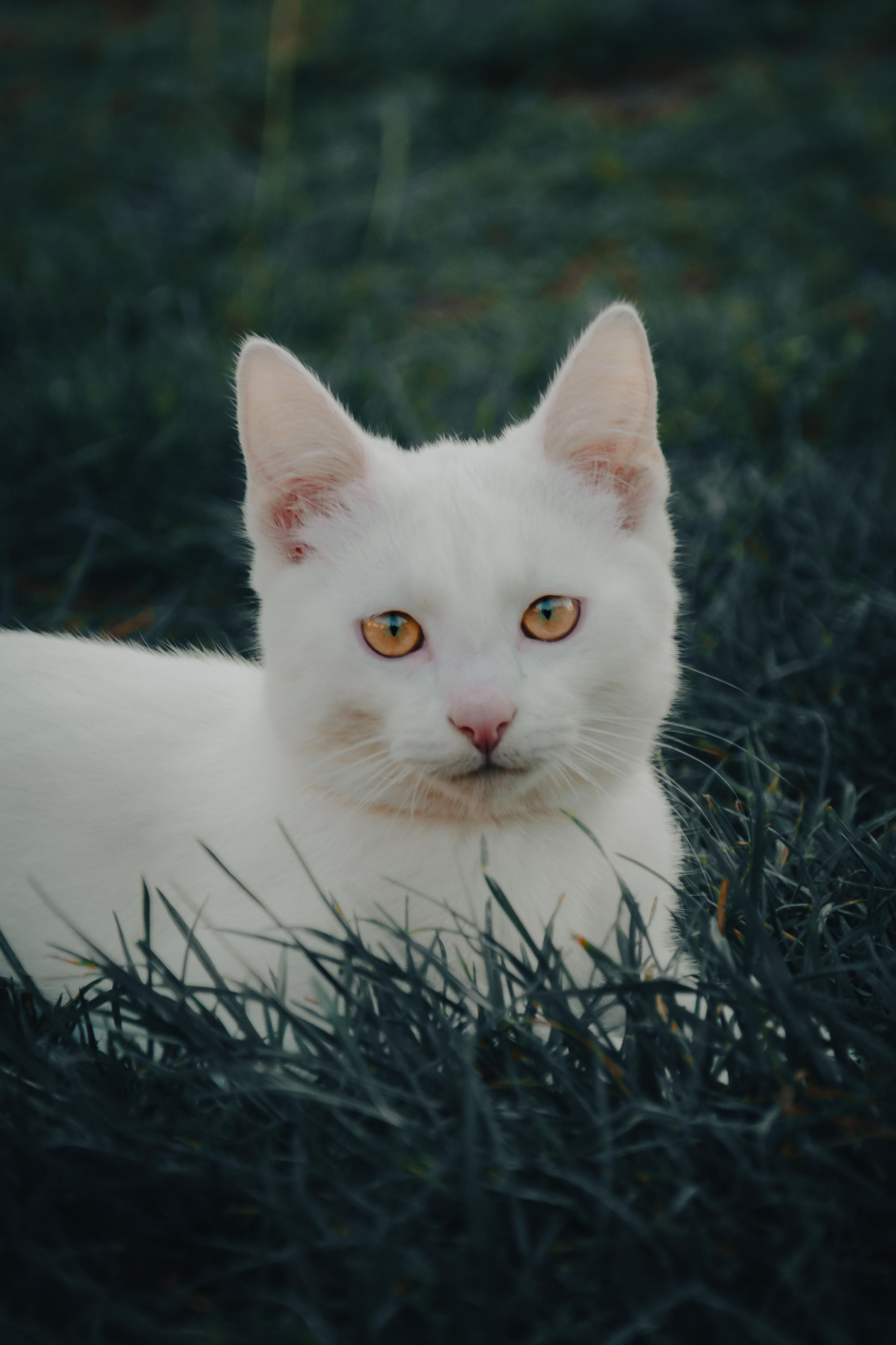 Kitty Cops Crime Scene Investigation Photos, Download The BEST Free ...