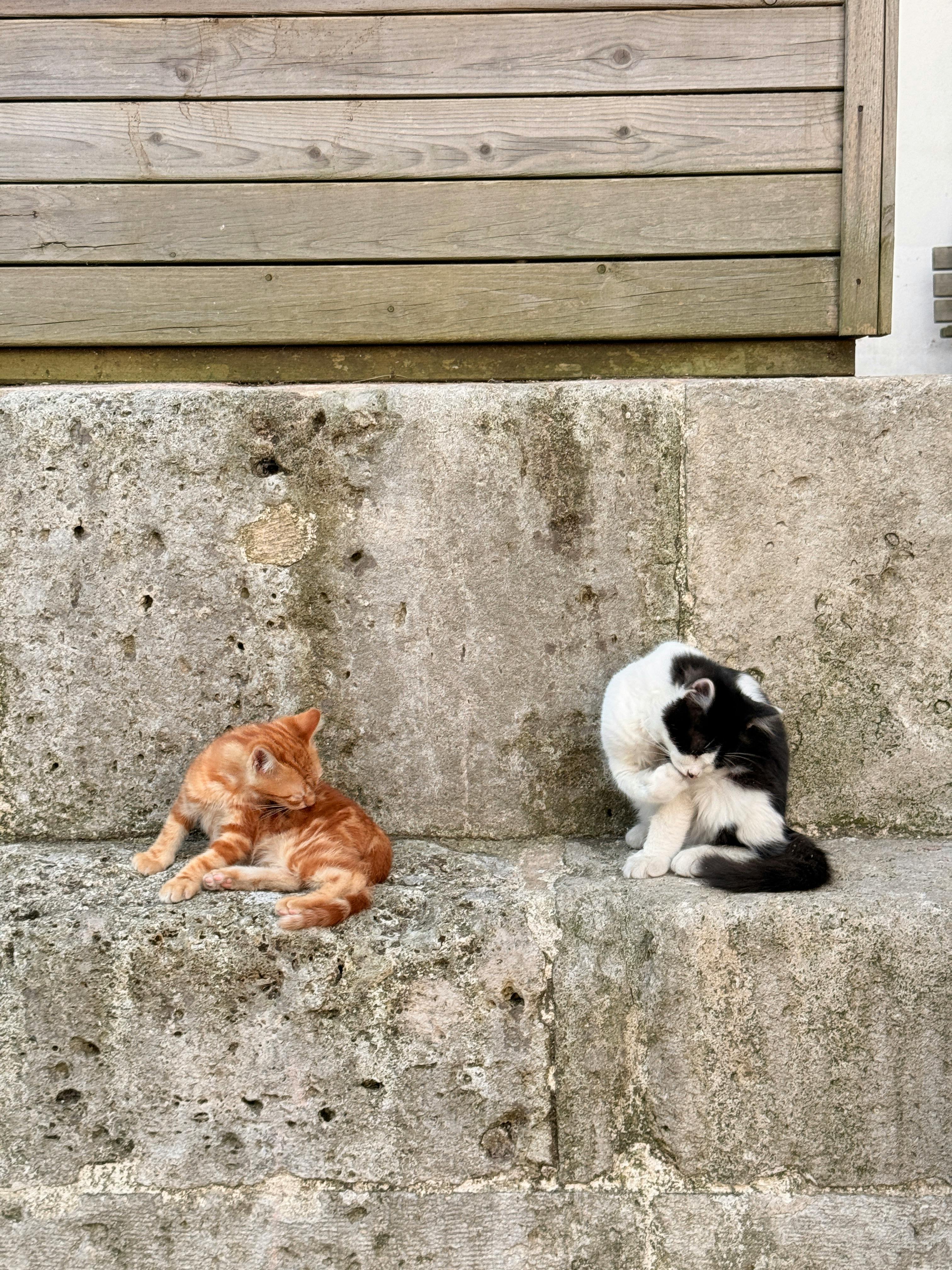 Playful Photos, Download The BEST Free Playful Stock Photos & HD Images