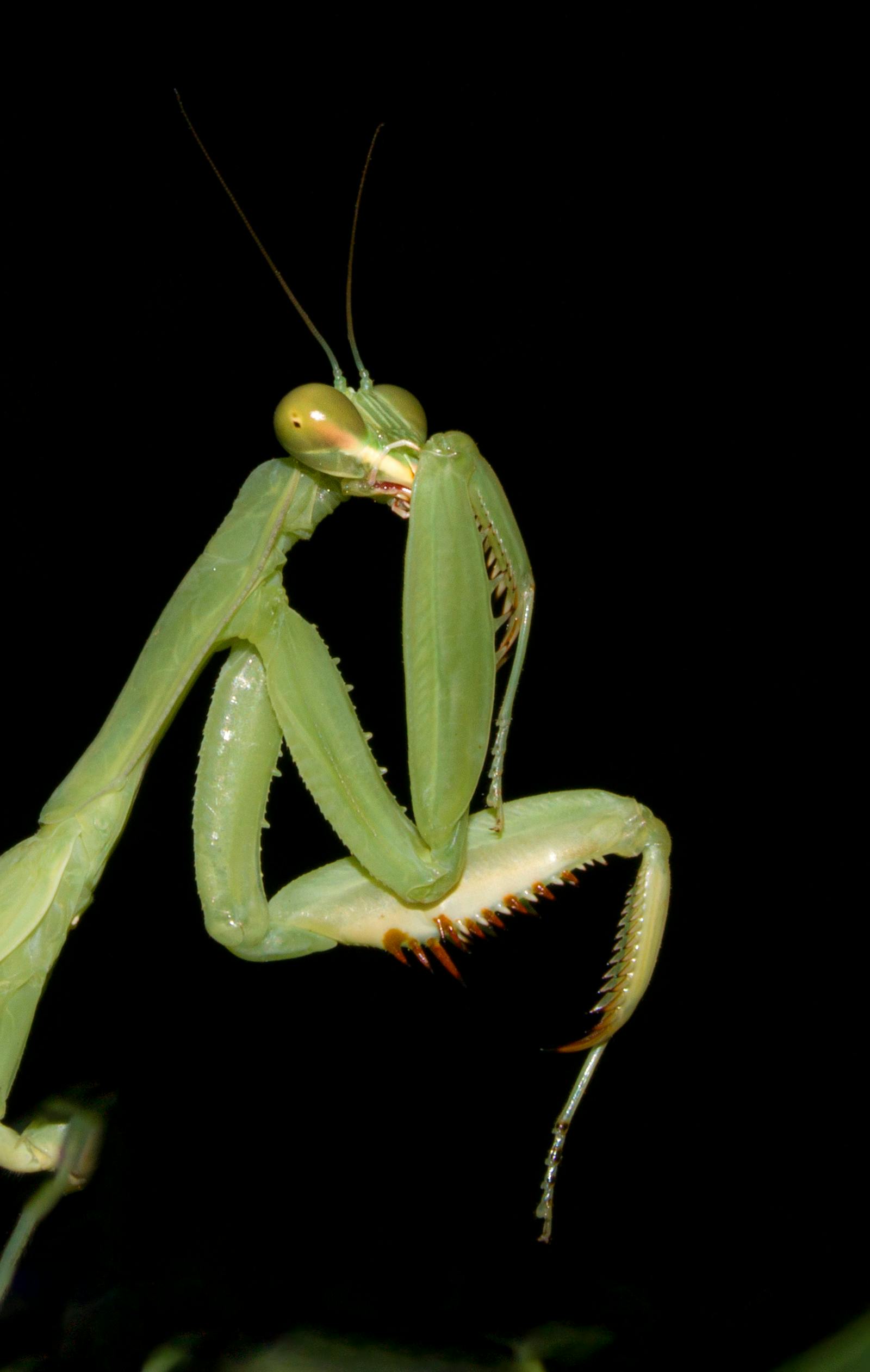 Praying Mantis Photos, Download The BEST Free Praying Mantis Stock ...