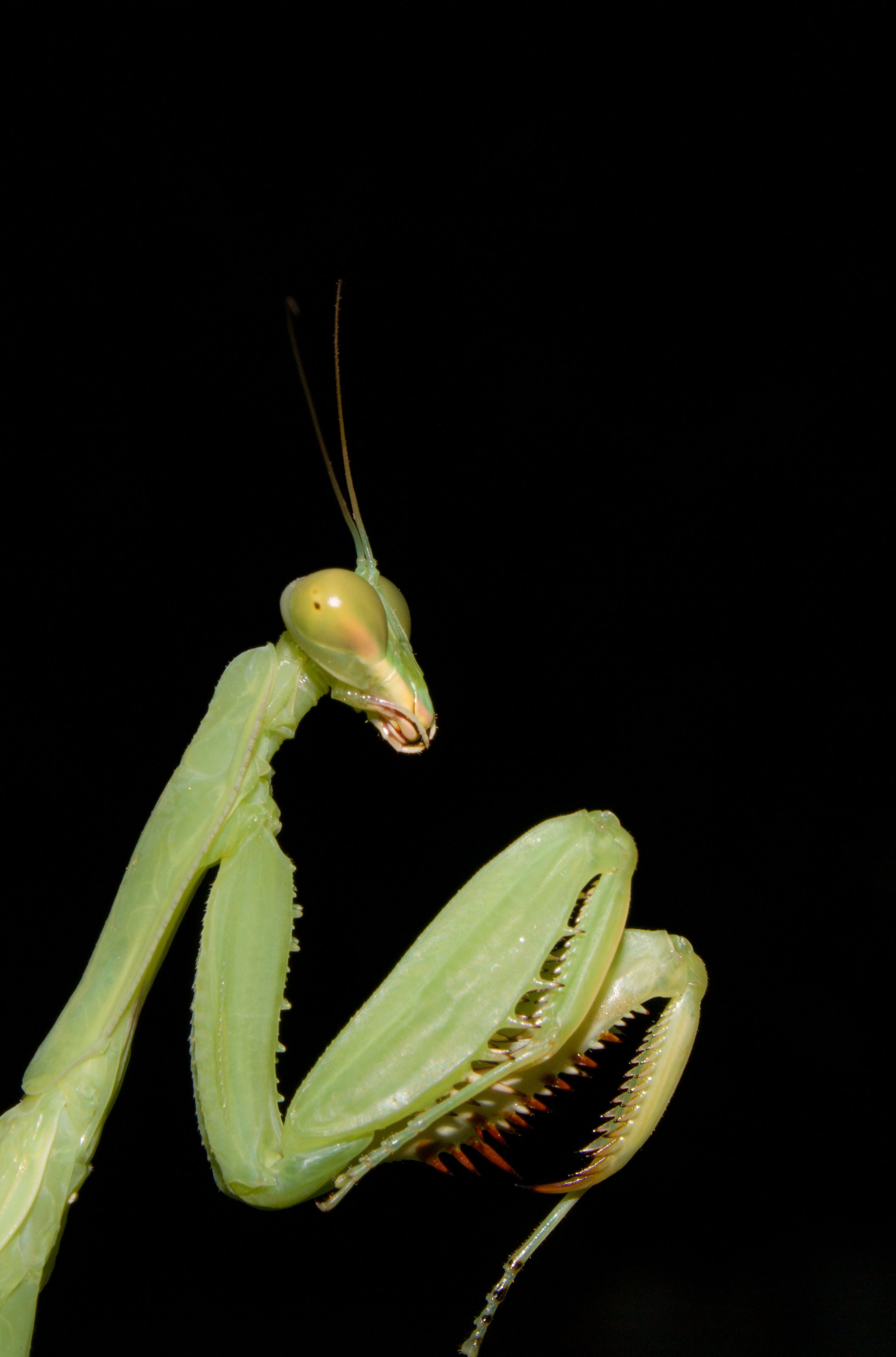 Close up of Mantis · Free Stock Photo