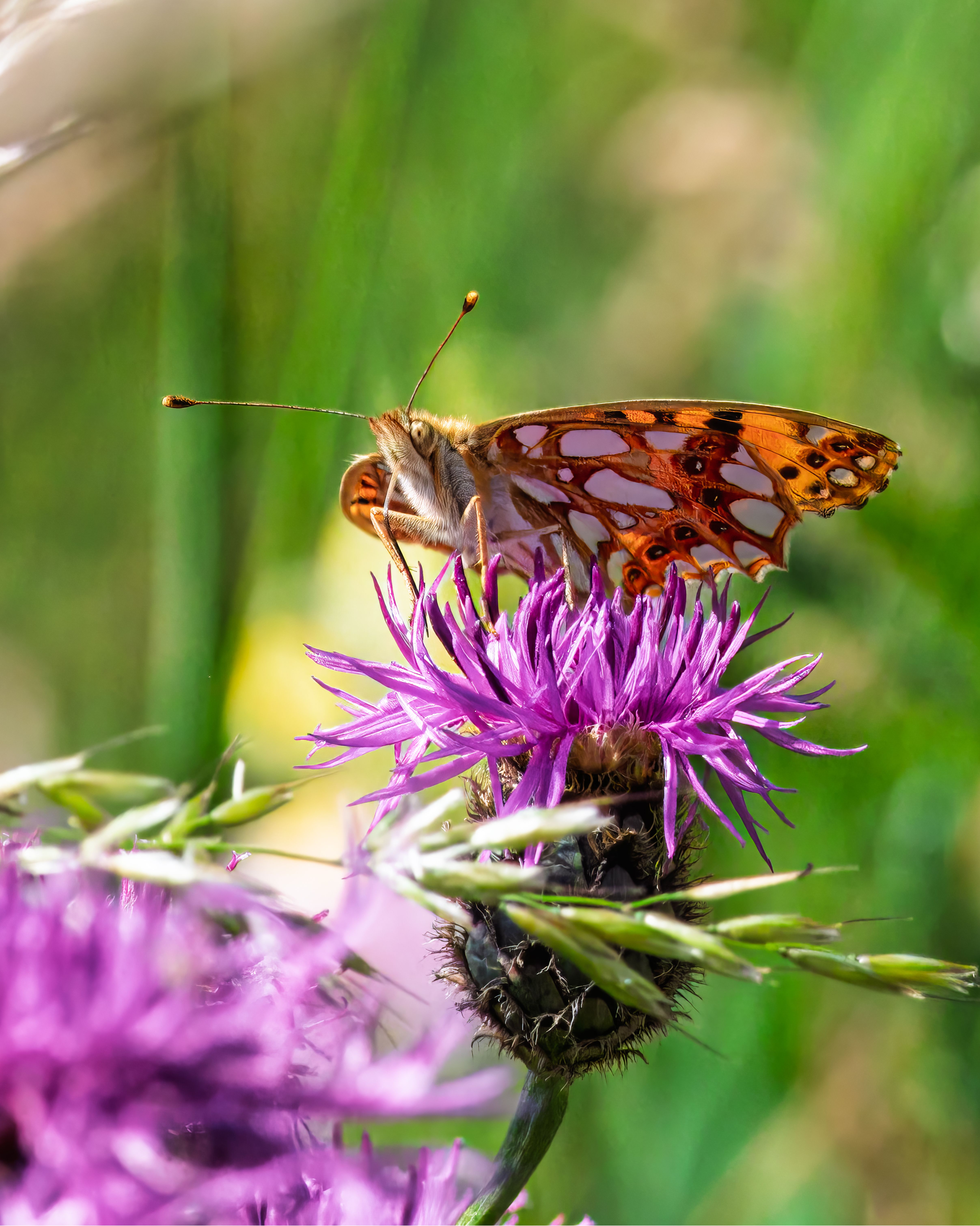 Moth on a Milk Thistle · Free Stock Photo