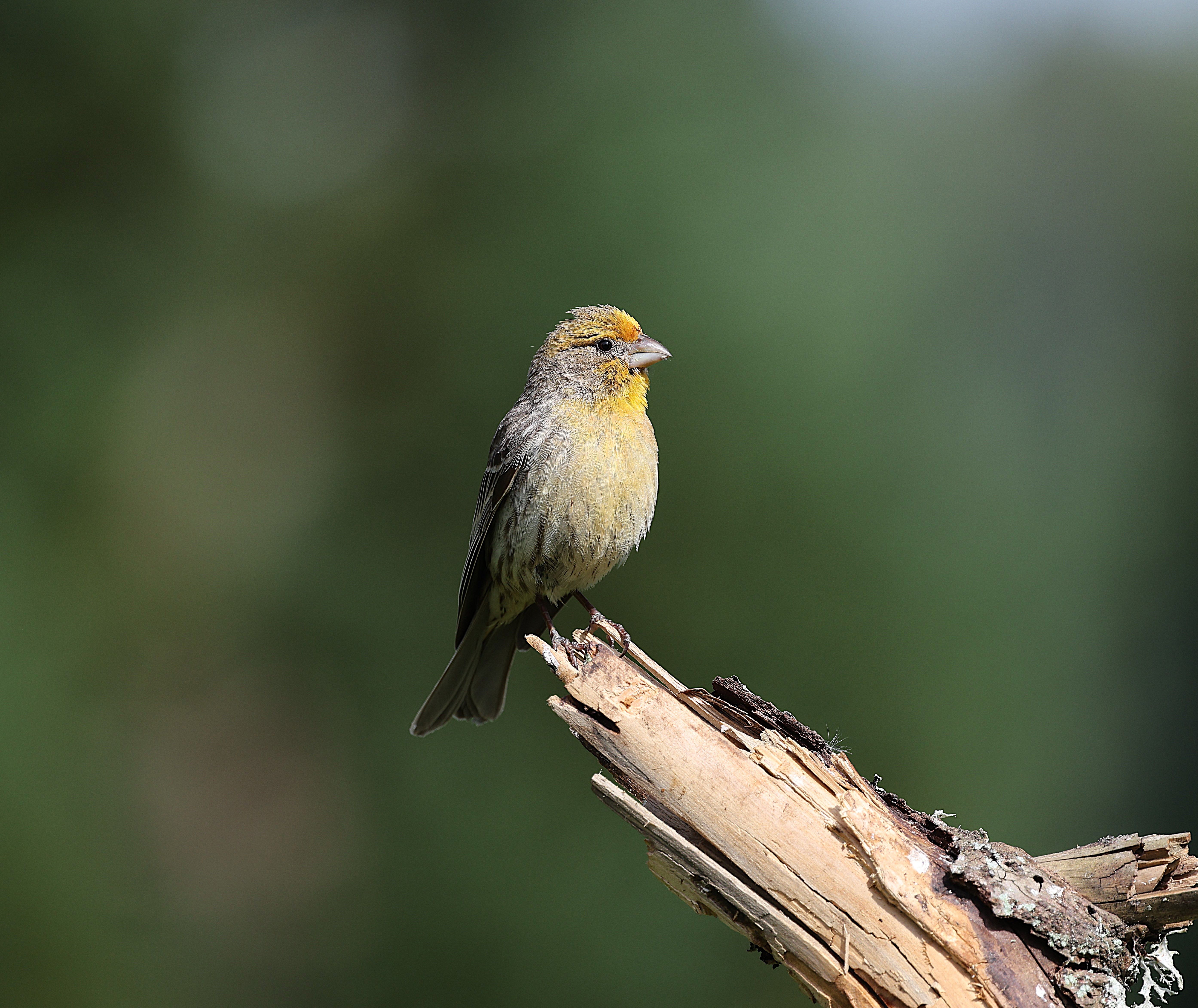 Bird On Tree Stump Photos, Download The BEST Free Bird On Tree Stump ...