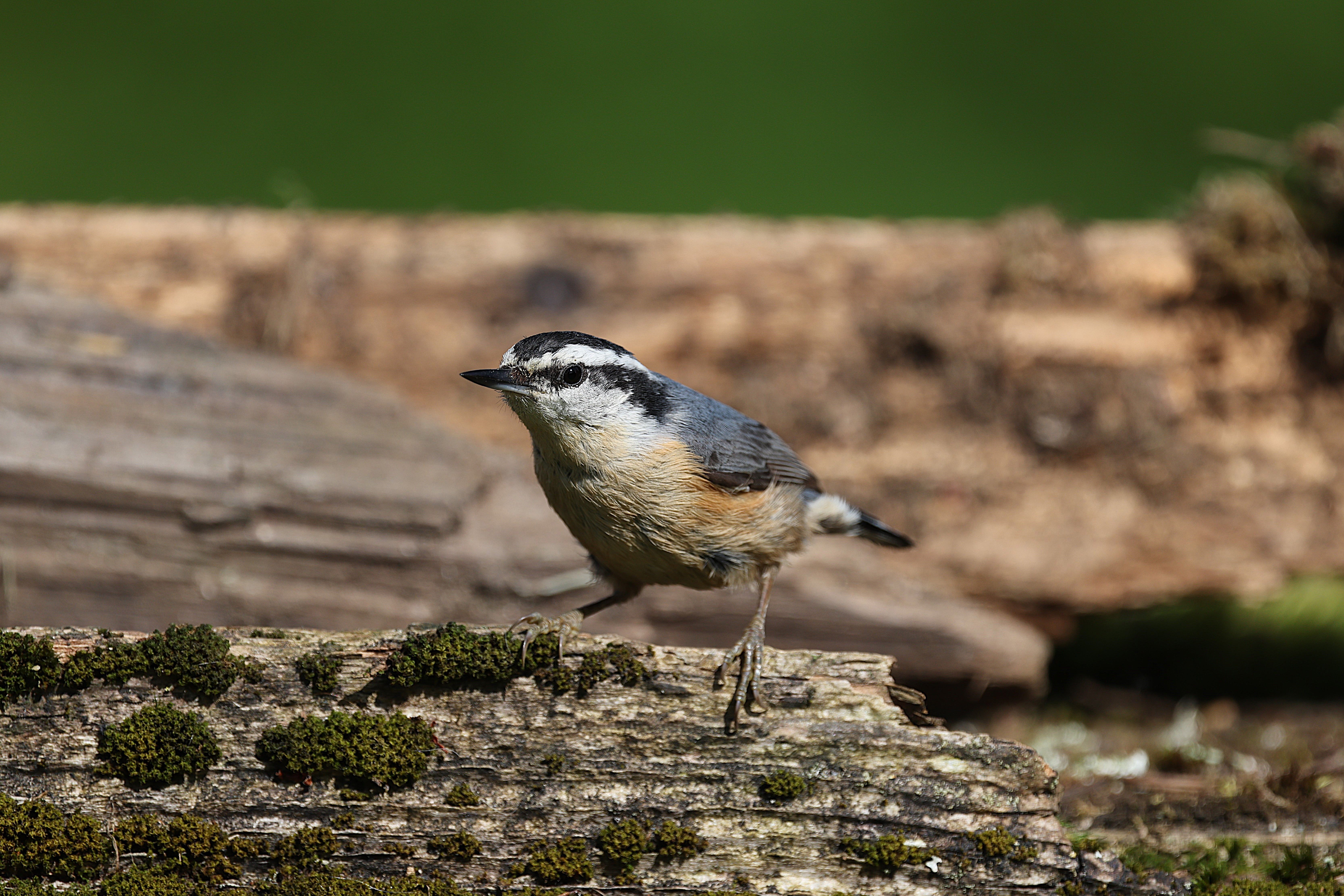Wild Bird Habitat Photos, Download The BEST Free Wild Bird Habitat ...