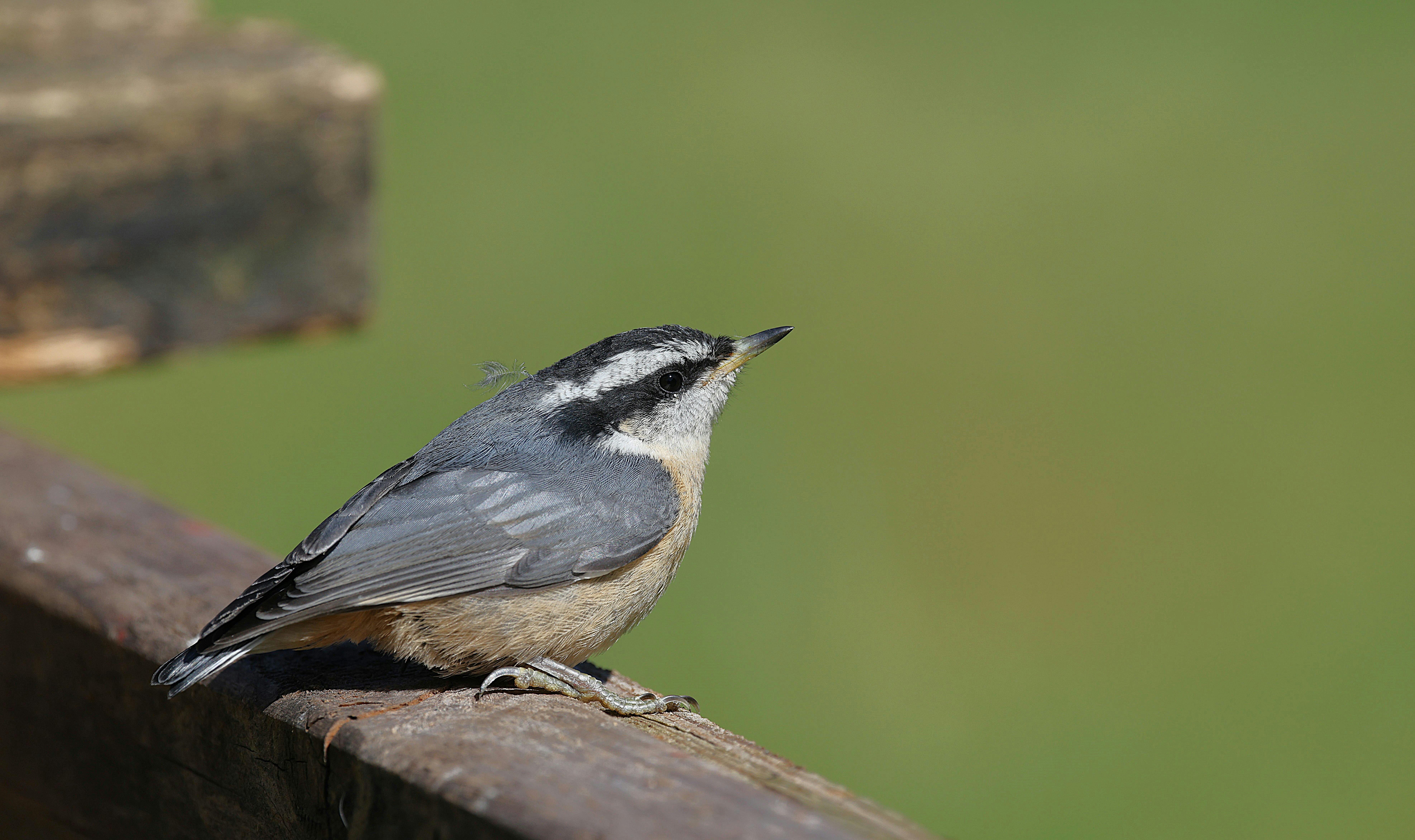 Red Breasted Nuthatch Habitat and Behavior Insights Revealed