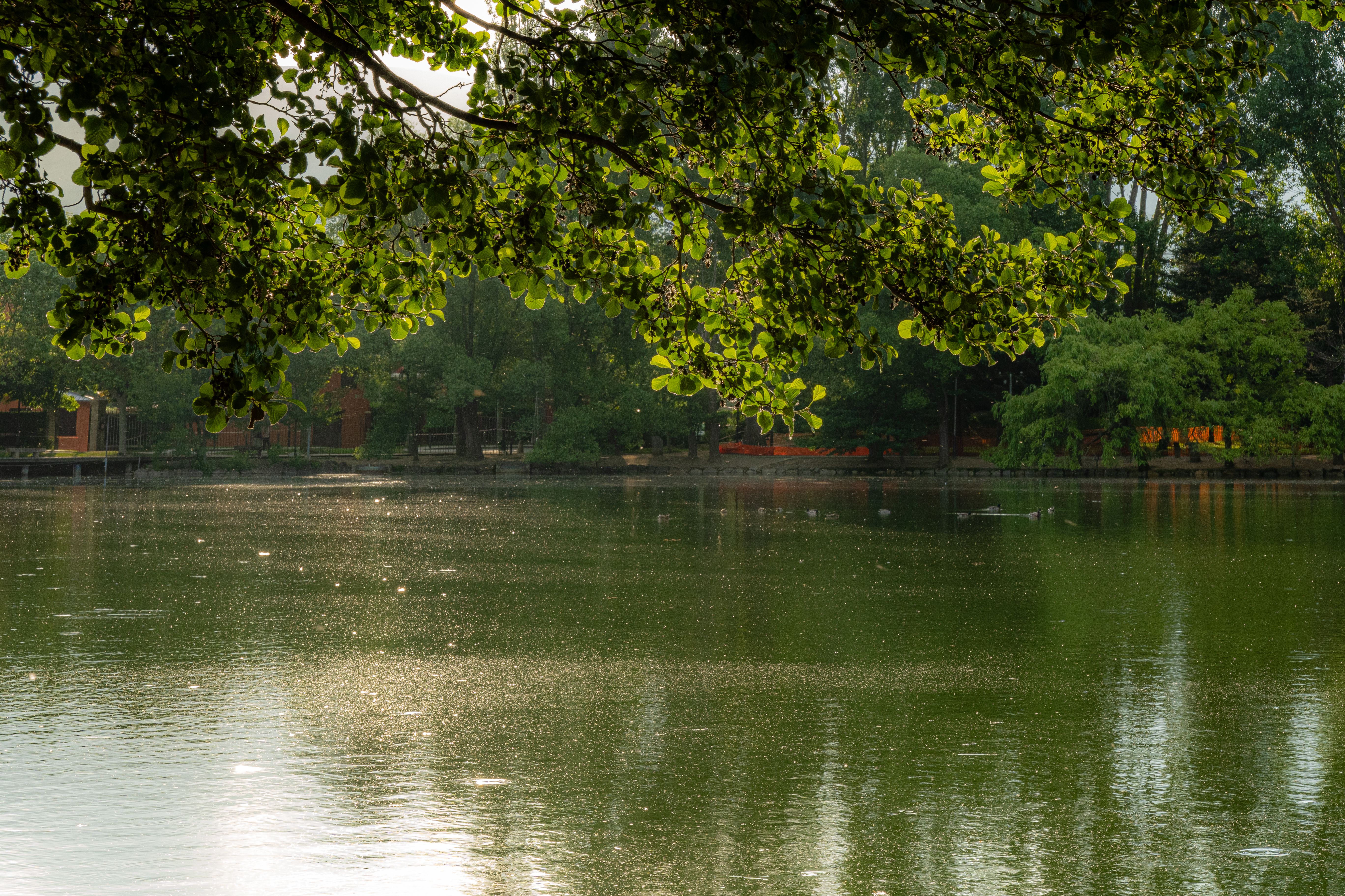 Serene Lakeside View with Overhanging Branches · Free Stock Photo