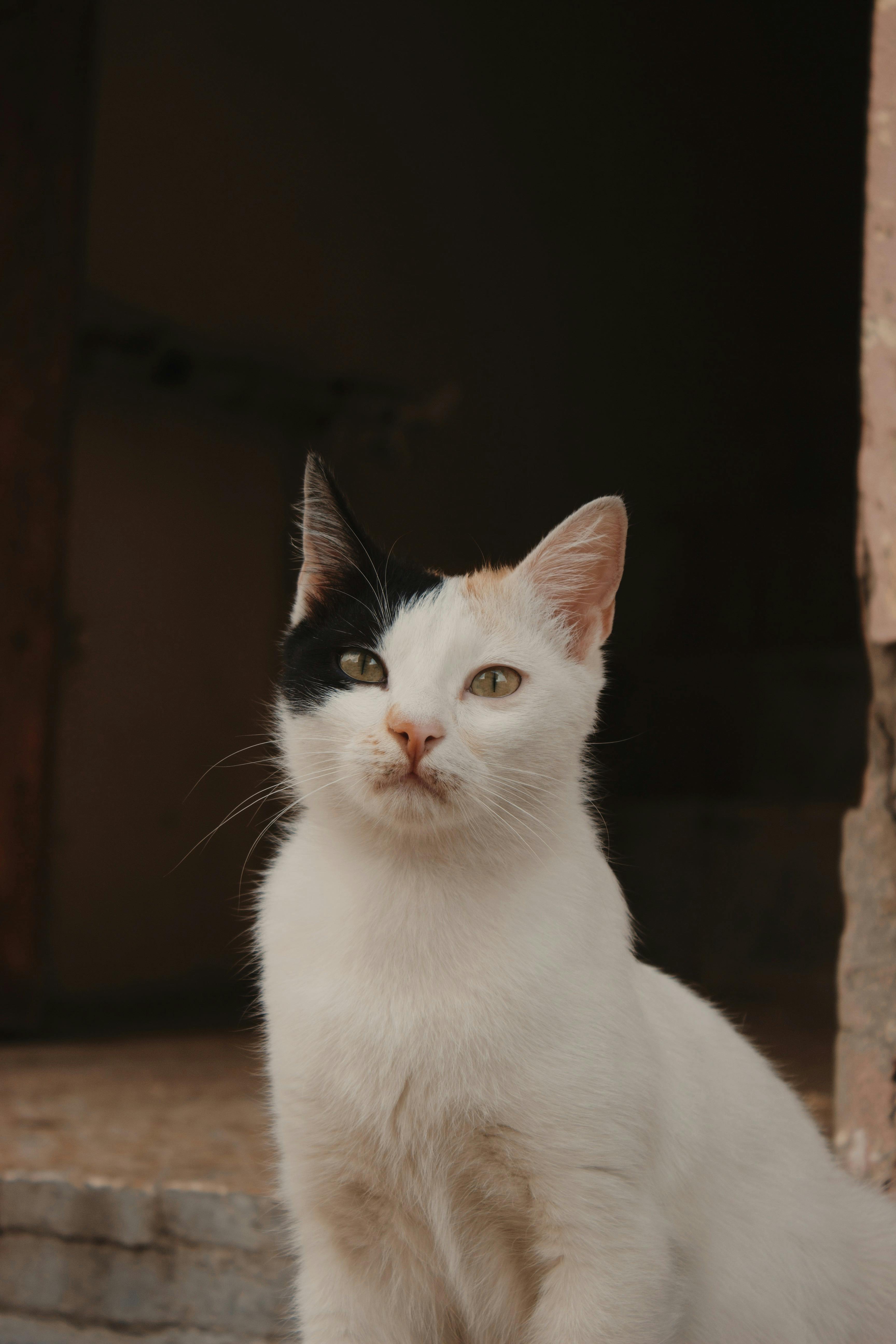 Charming Calico Cat Posing in Duhok, Iraq · Free Stock Photo