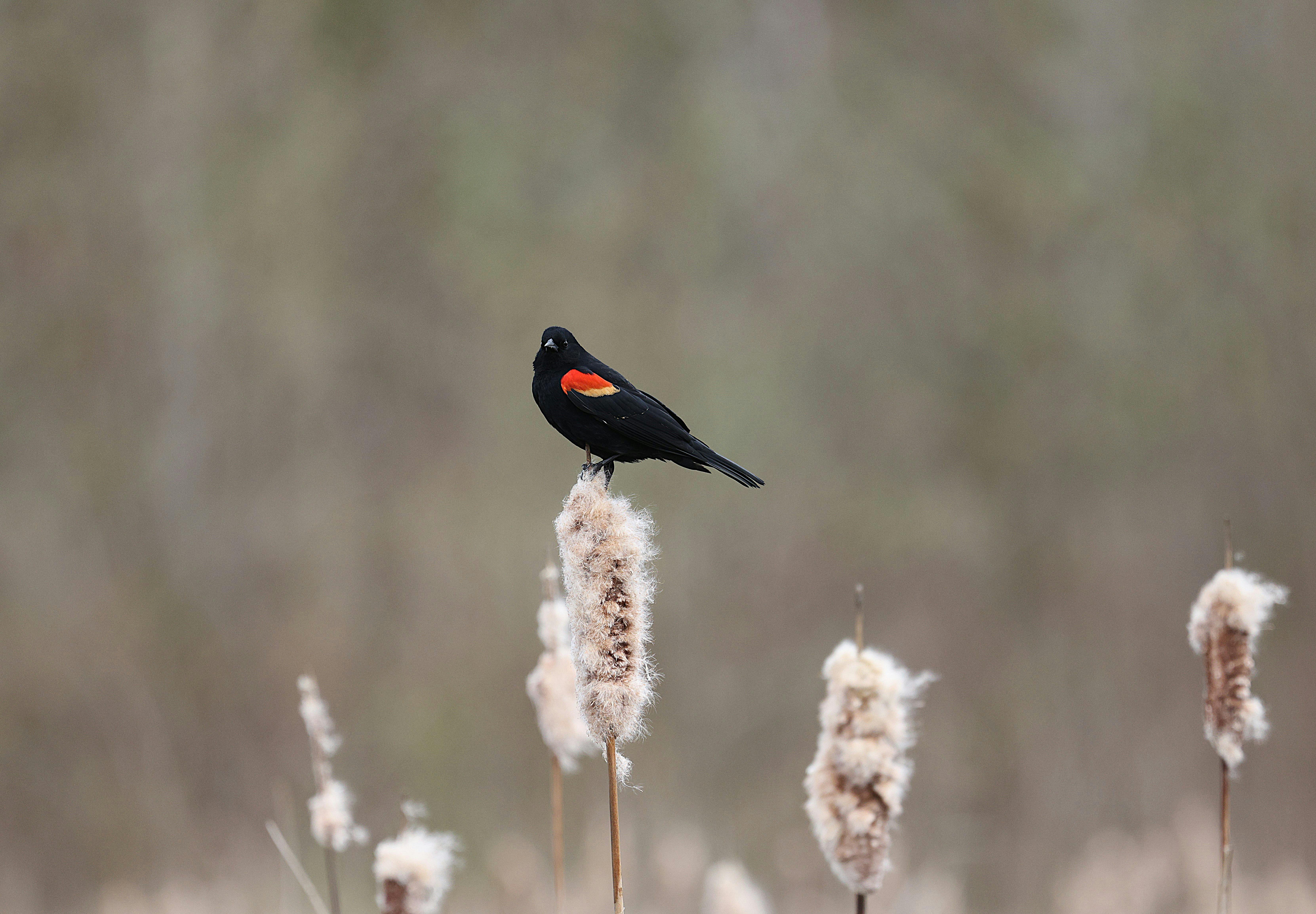 Mirlo De Alas Rojas En Un Entorno Pantanoso Natural · Foto de stock ...