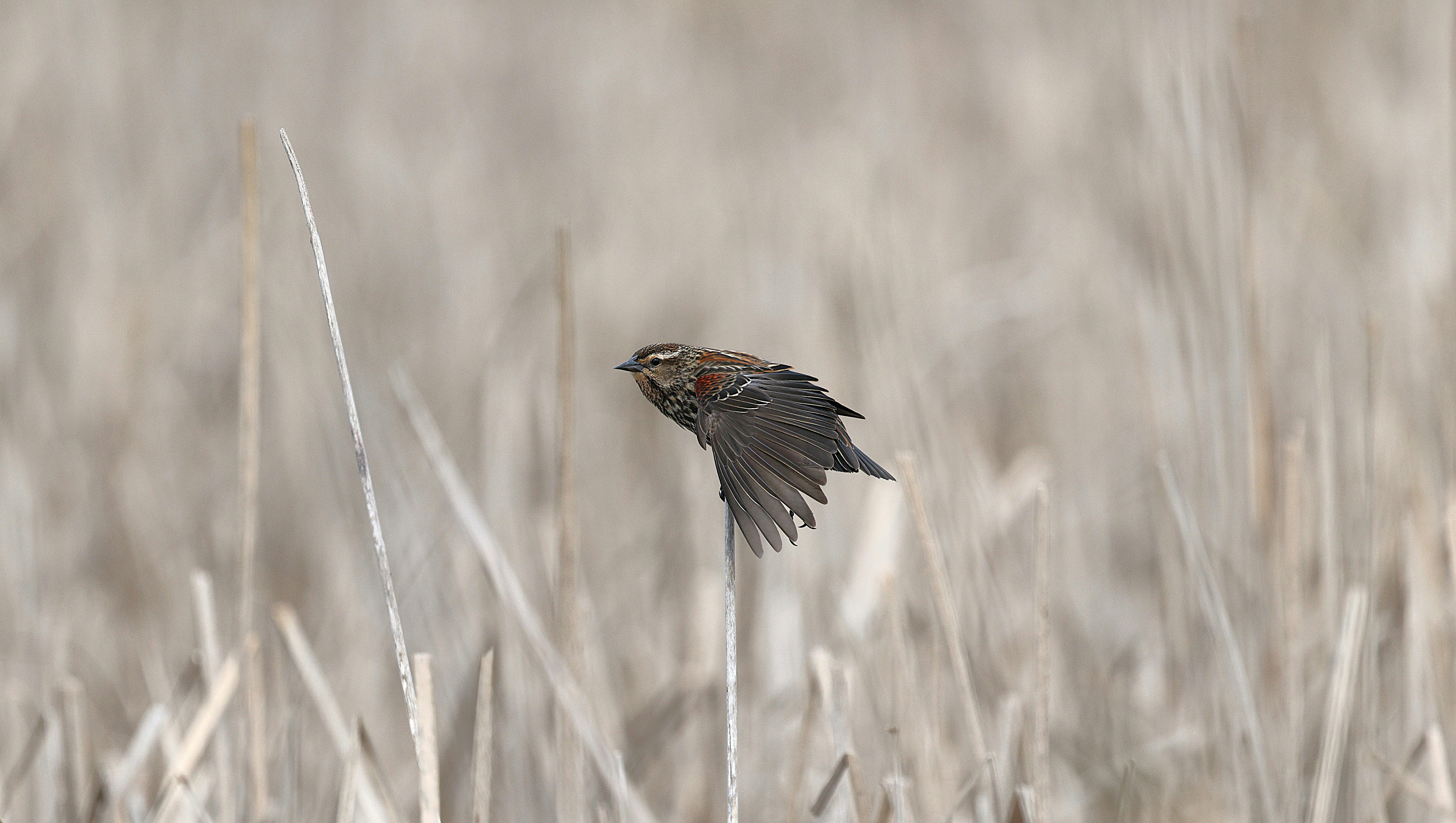 Mirlo De Alas Rojas En Su Hábitat Natural · Foto de stock gratuita
