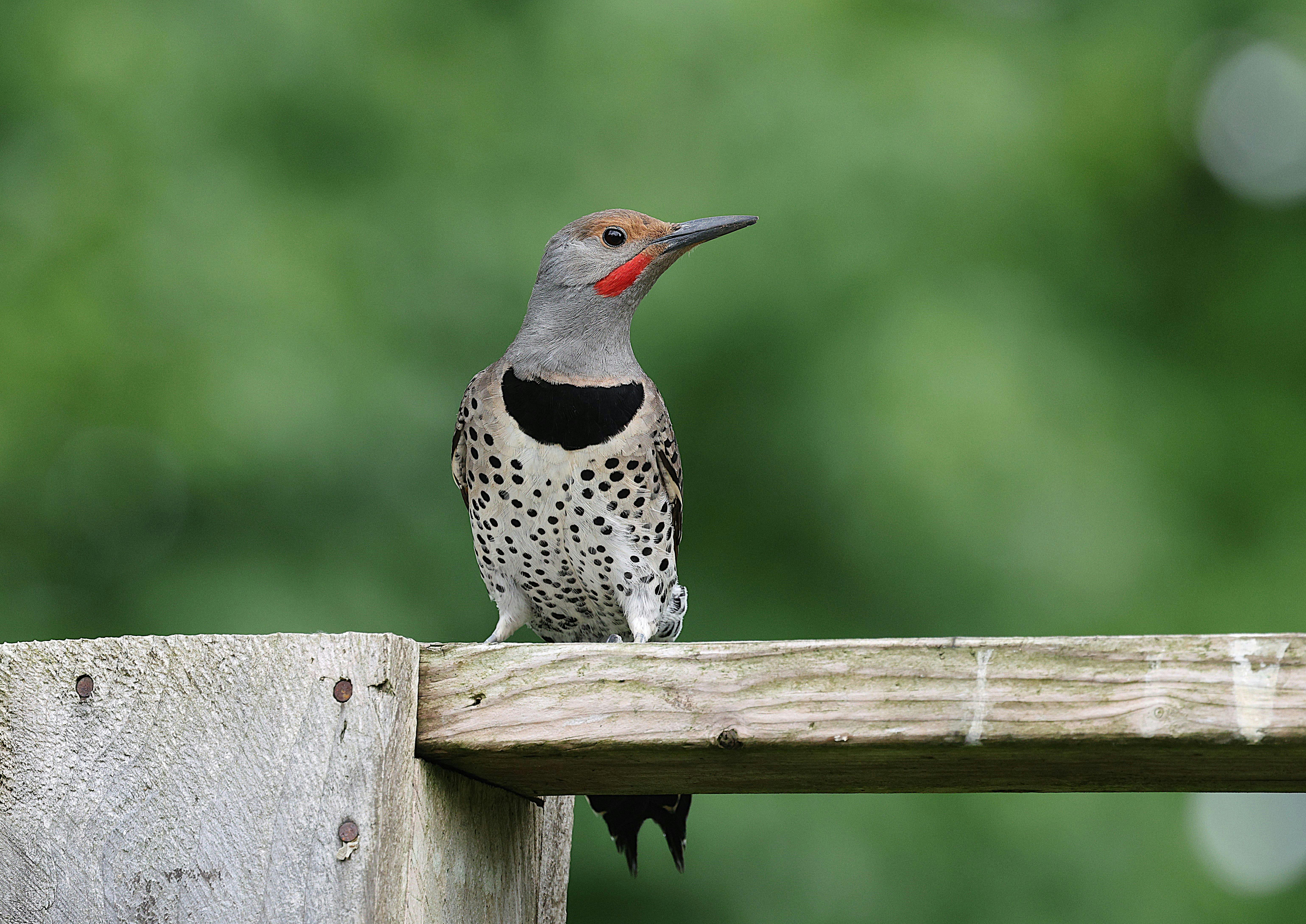 Flicker Bird Identification: Easy Guide for Beginners