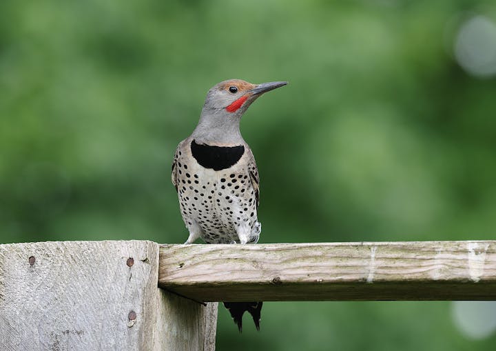 Flicker Bird Identification: Easy Guide for Beginners