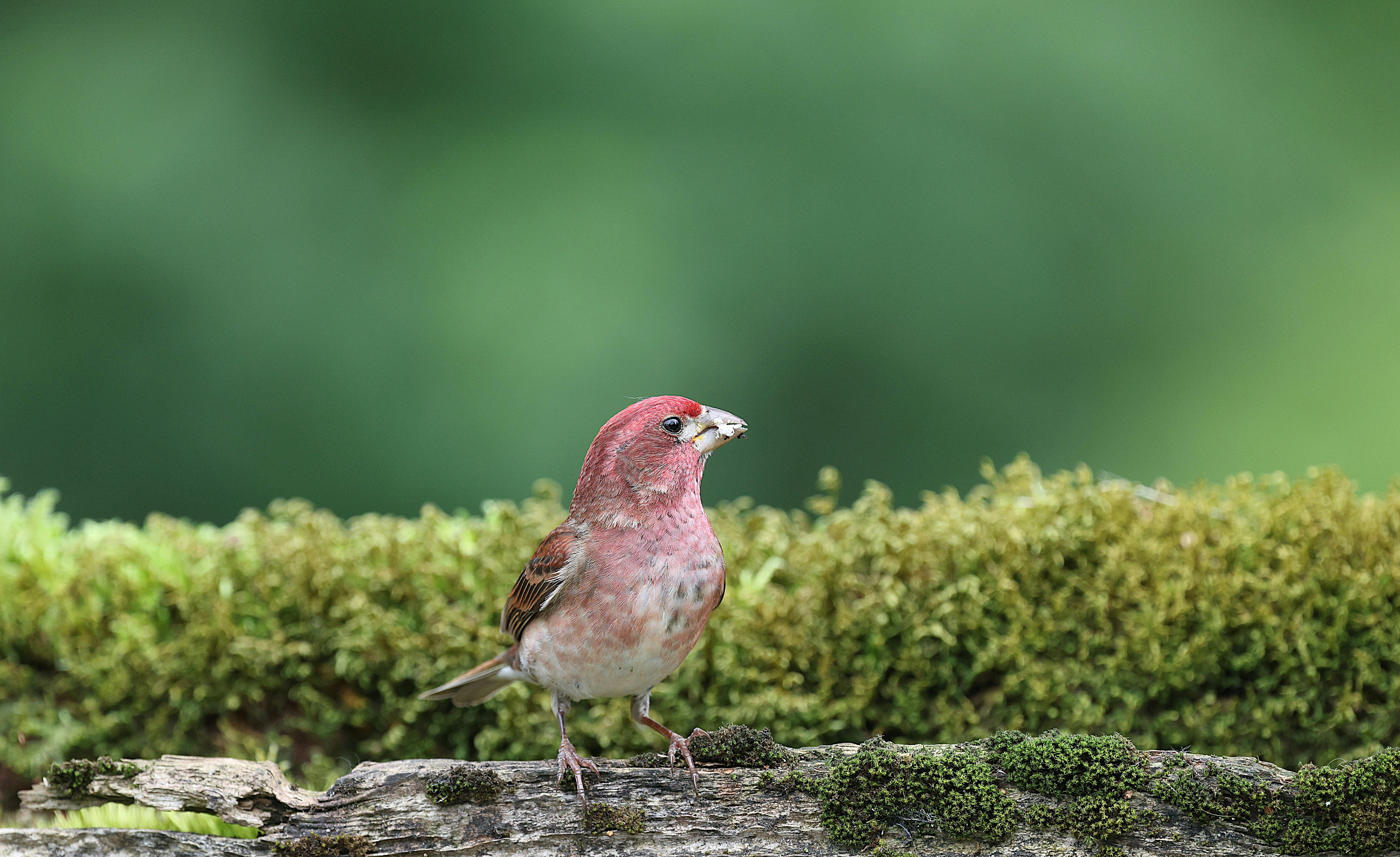Vibrant Finch Perched on Mossy Log Outdoors · Free Stock Photo