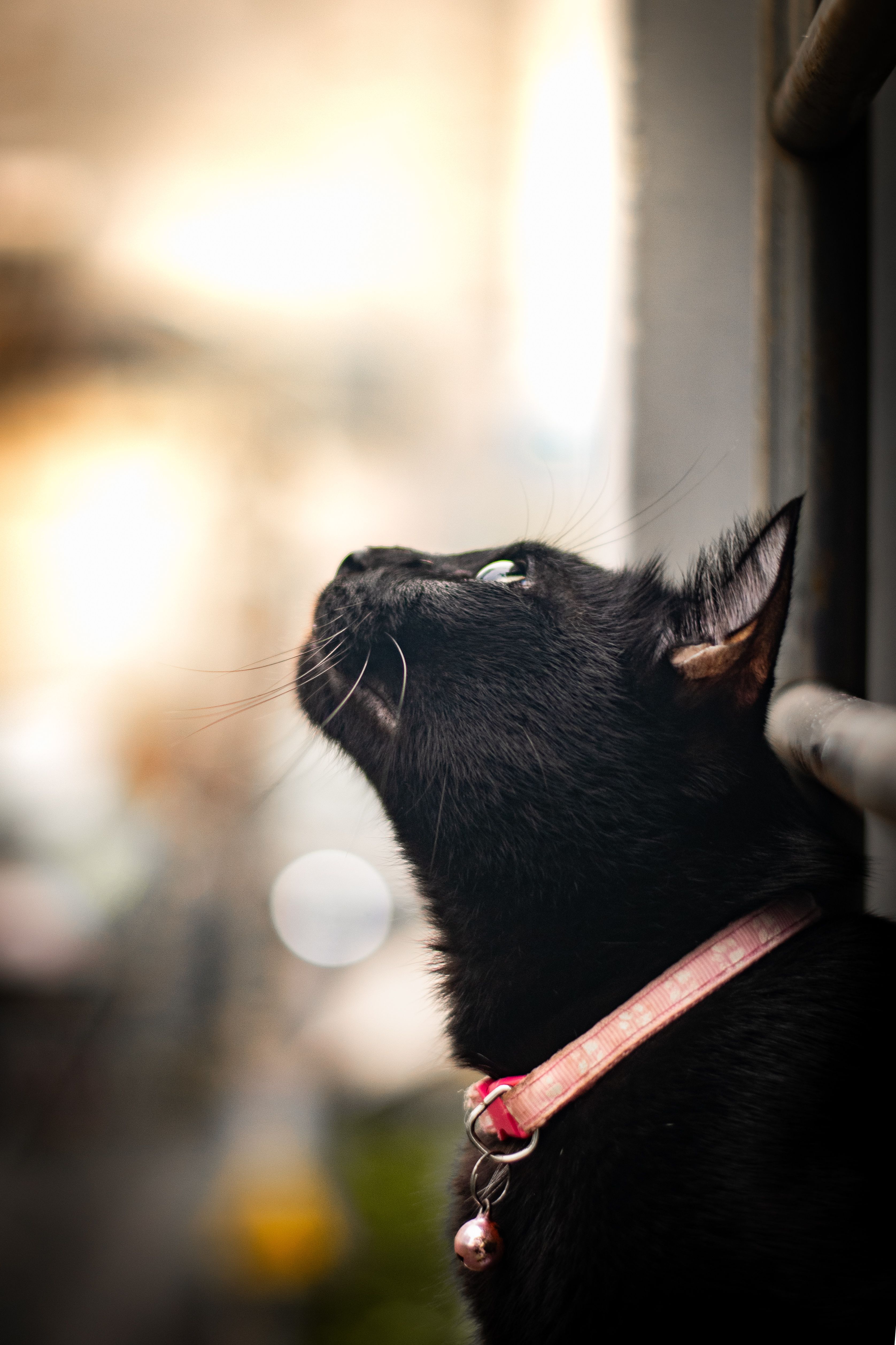 Tabico Cat Photos, Download The BEST Free Tabico Cat Stock Photos & HD ...