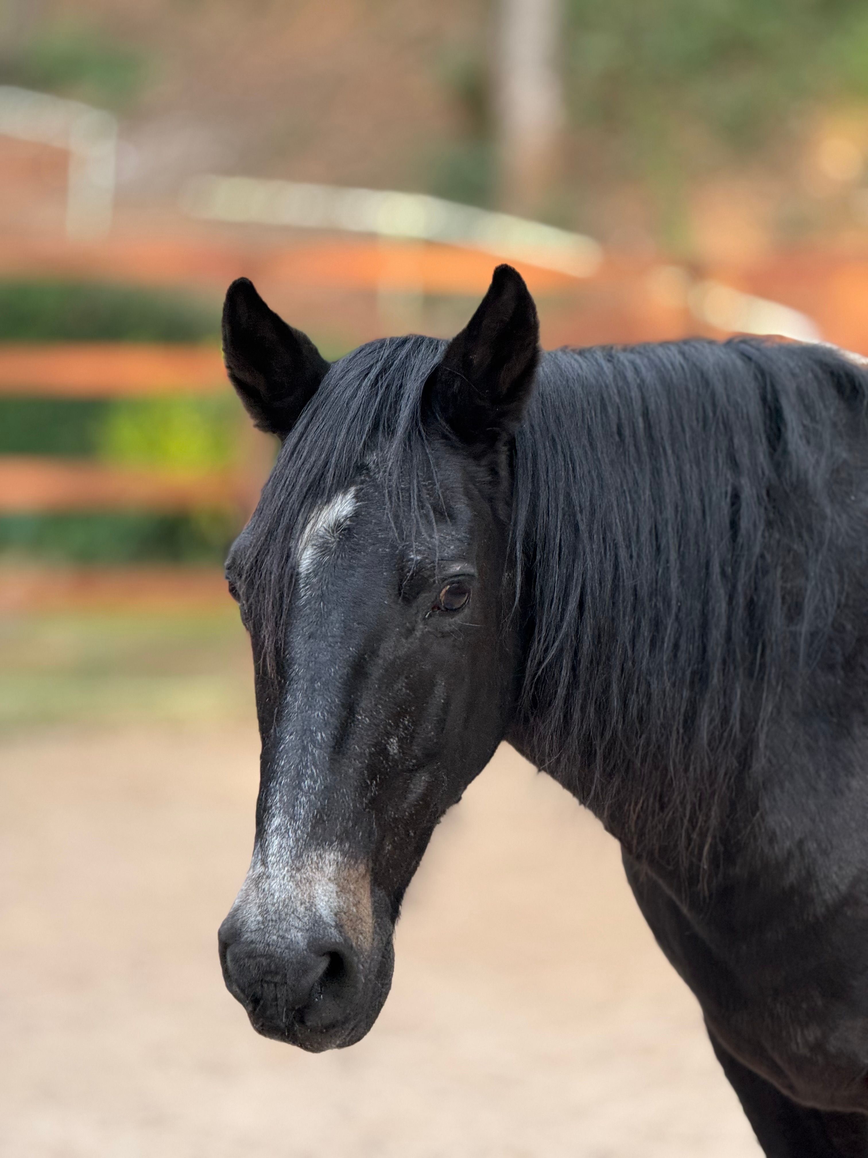 Elegant Black Horse Portrait in Sunlit Paddock · Free Stock Photo