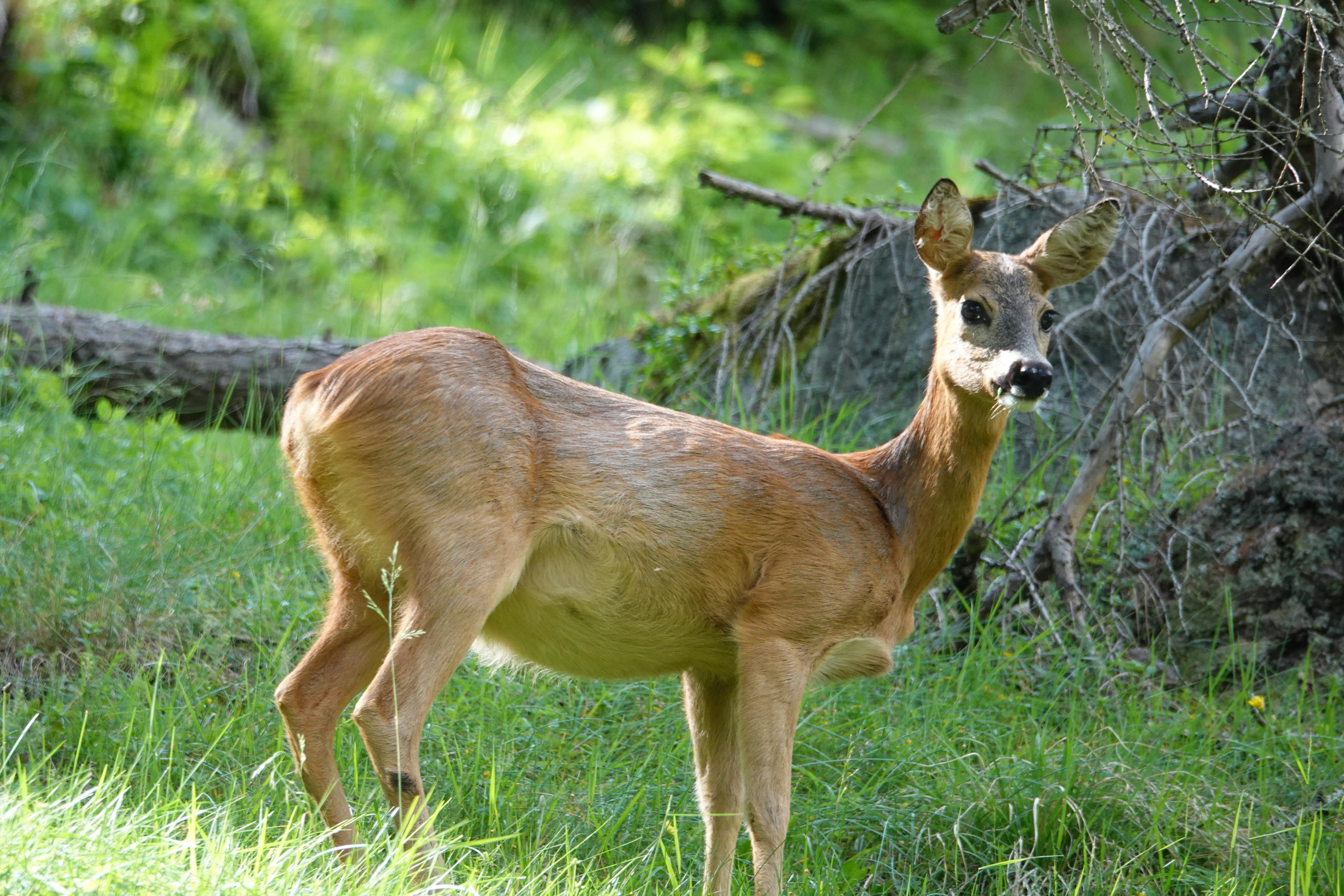 Standing Deer Photos, Download The BEST Free Standing Deer Stock Photos ...