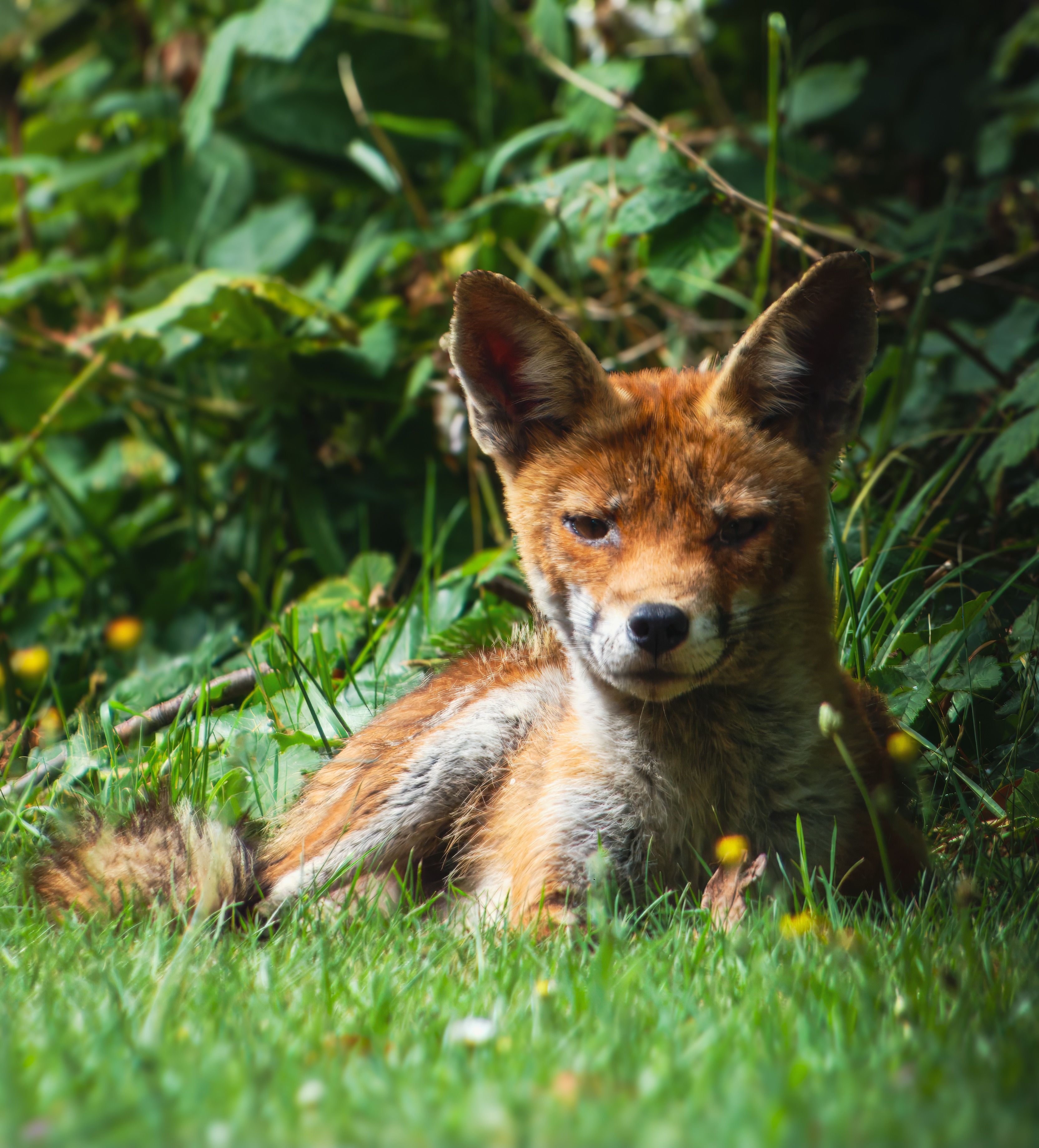 Resting Red Fox in Lush Greenery Outdoors · Free Stock Photo