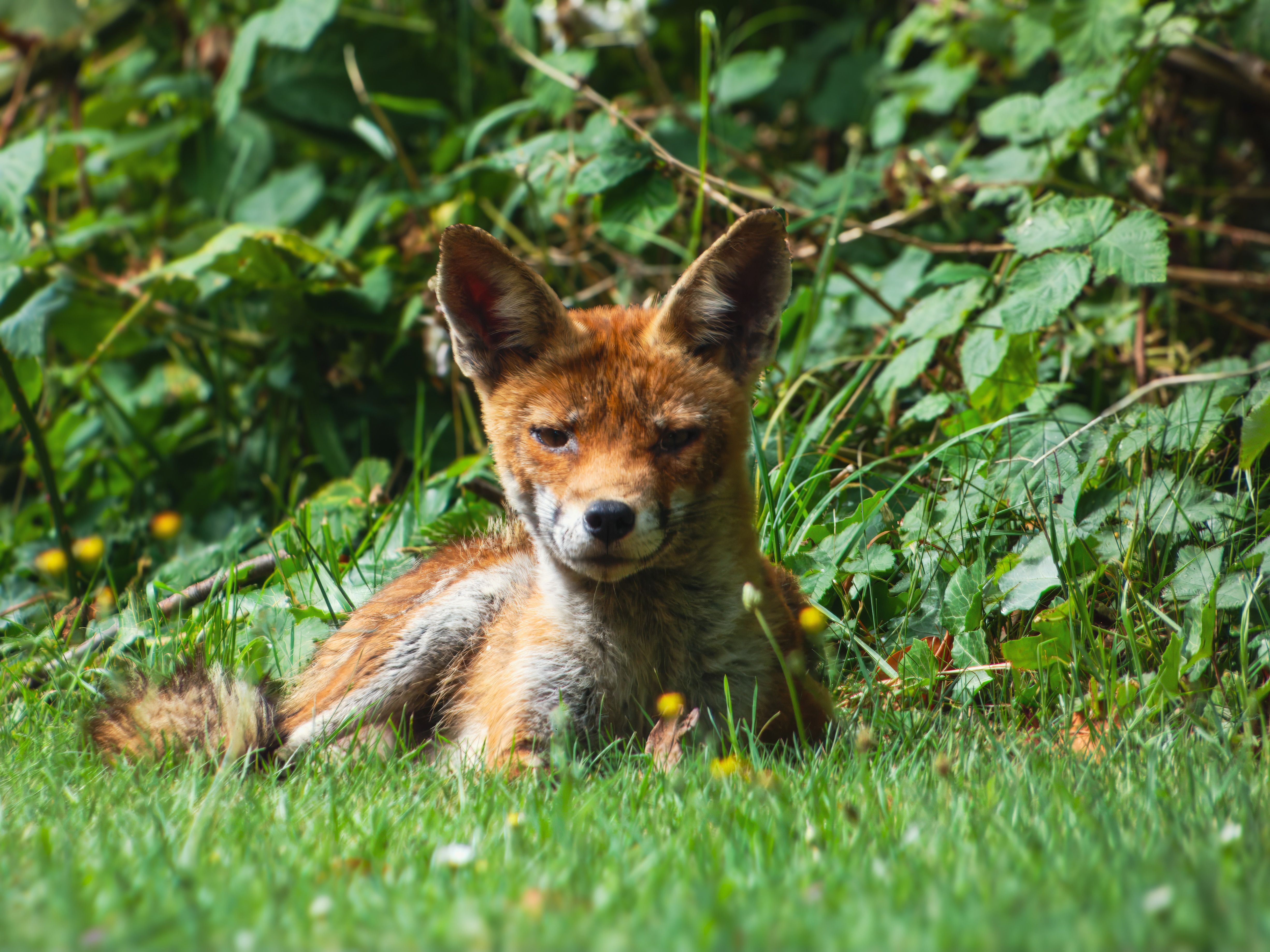 Fox And Sunflower Photos, Download The BEST Free Fox And Sunflower ...