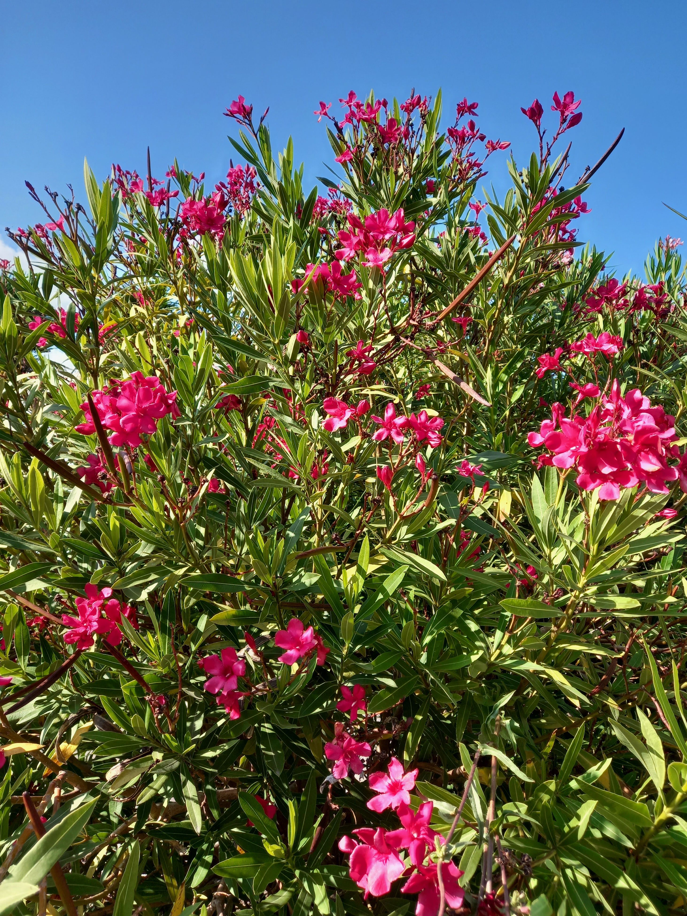Blooming Flowers Photos, Download The BEST Free Blooming Flowers Stock ...