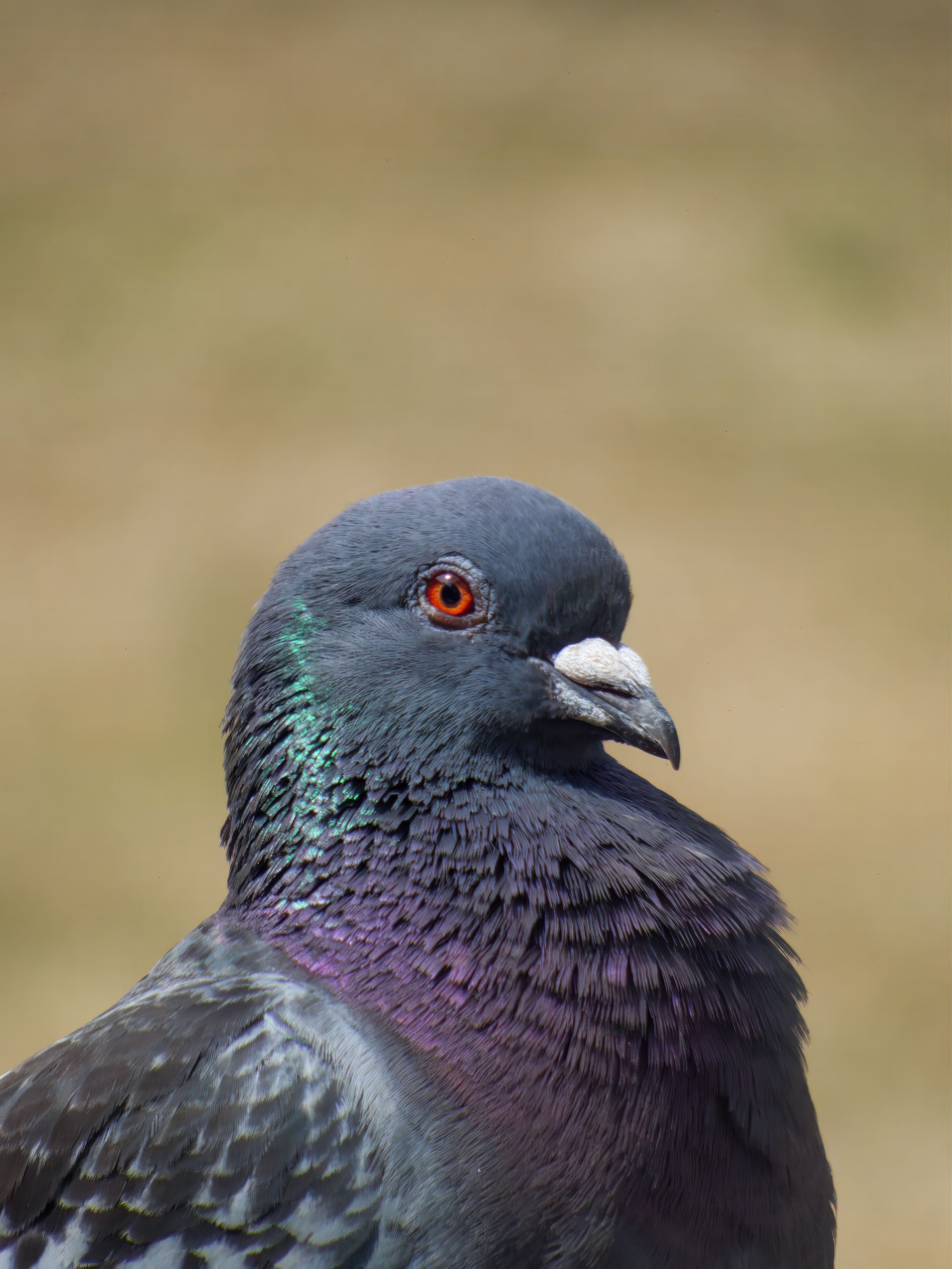 Close-up Portrait of Vibrant Pigeon Outdoors · Free Stock Photo