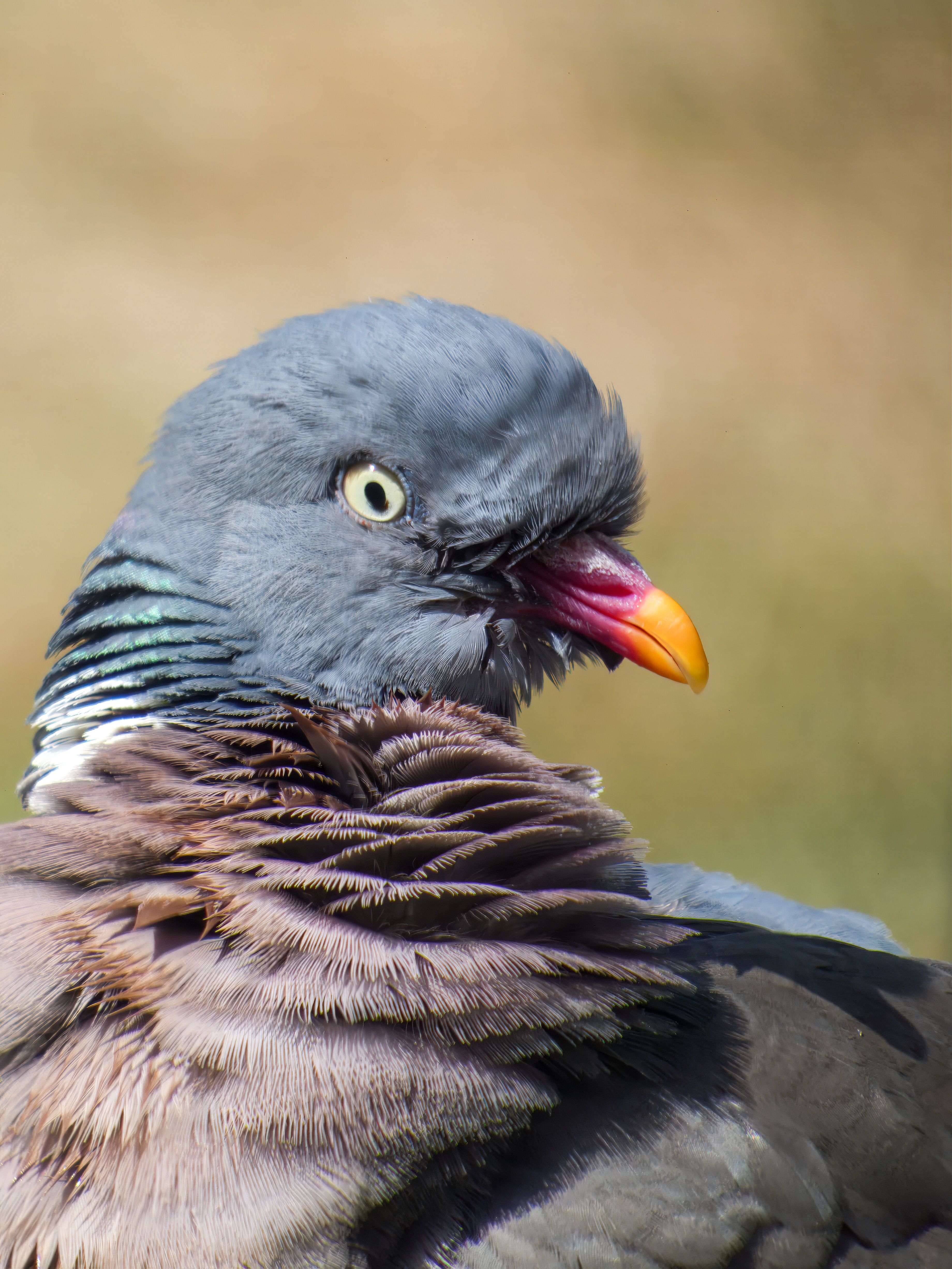 Close-up of a Wood Pigeon in Natural Habitat · Free Stock Photo