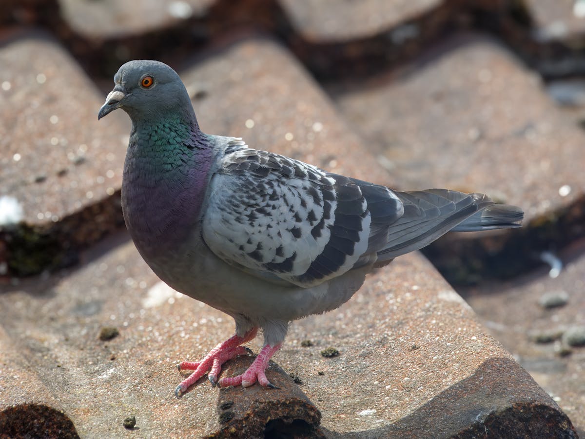 Wild Pigeon Photos, Download The BEST Free Wild Pigeon Stock Photos ...