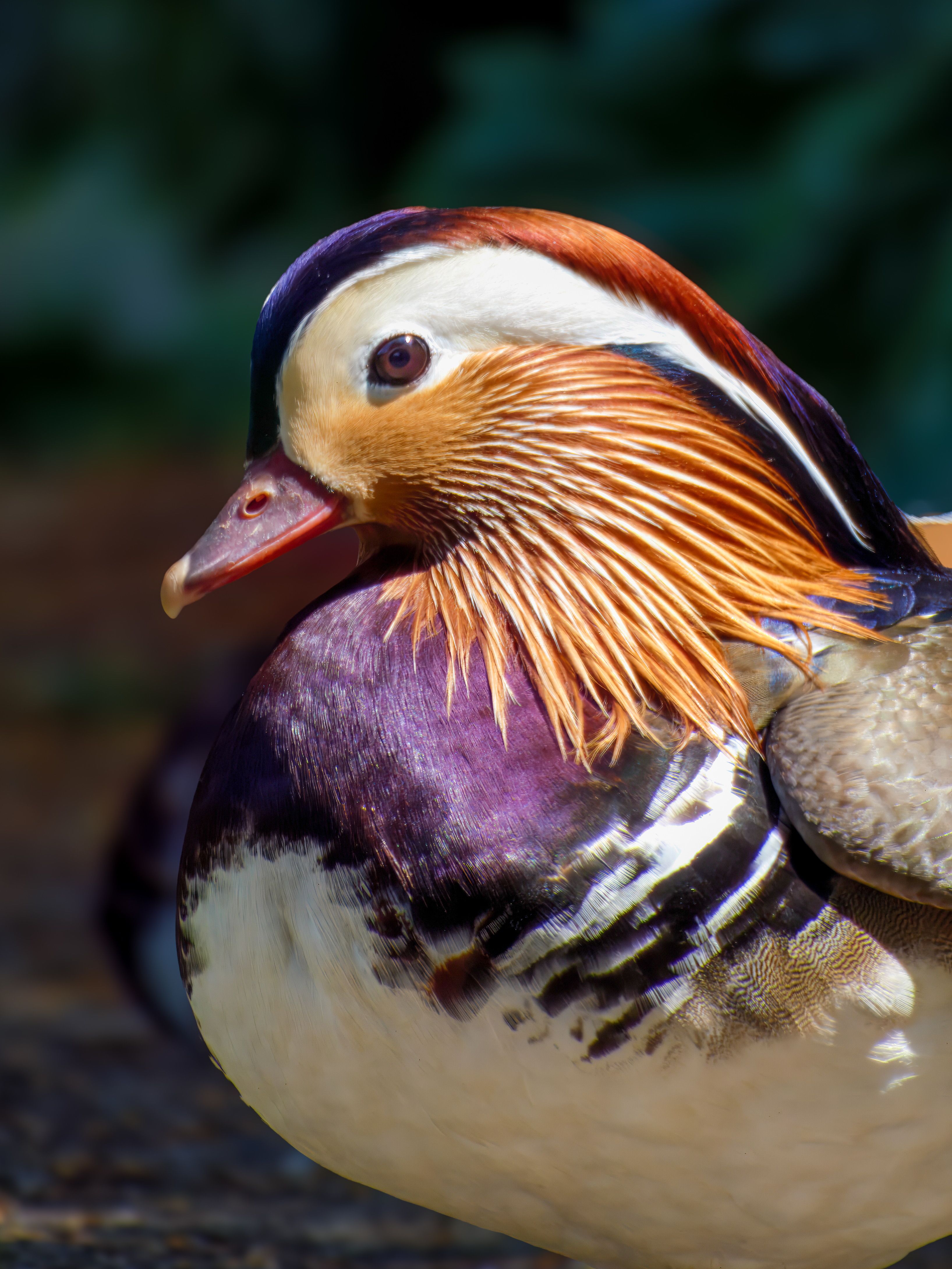 Colorful Mandarin Duck Close-Up in Natural Setting · Free Stock Photo