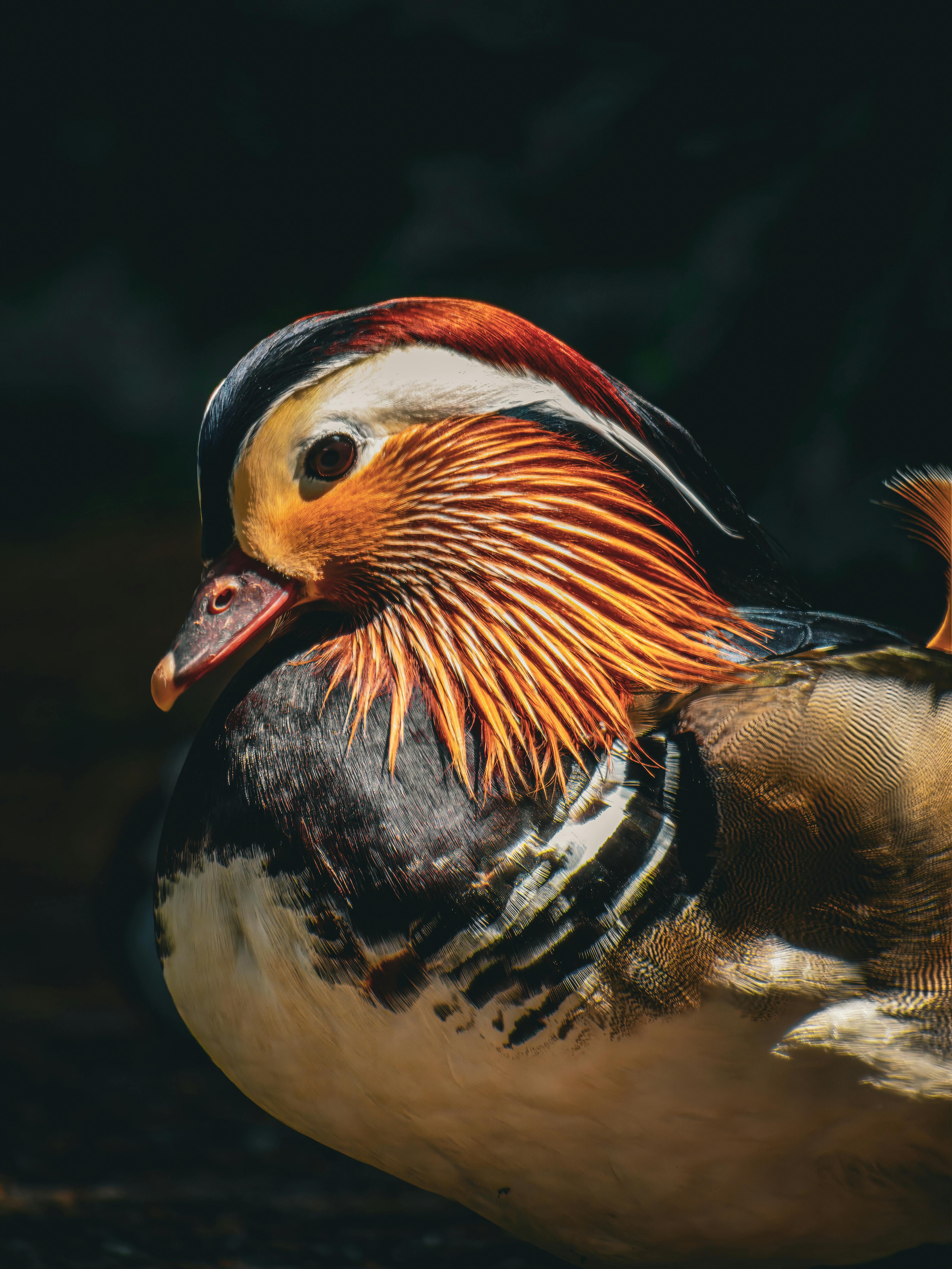 Mandarin Duck Bird Photography