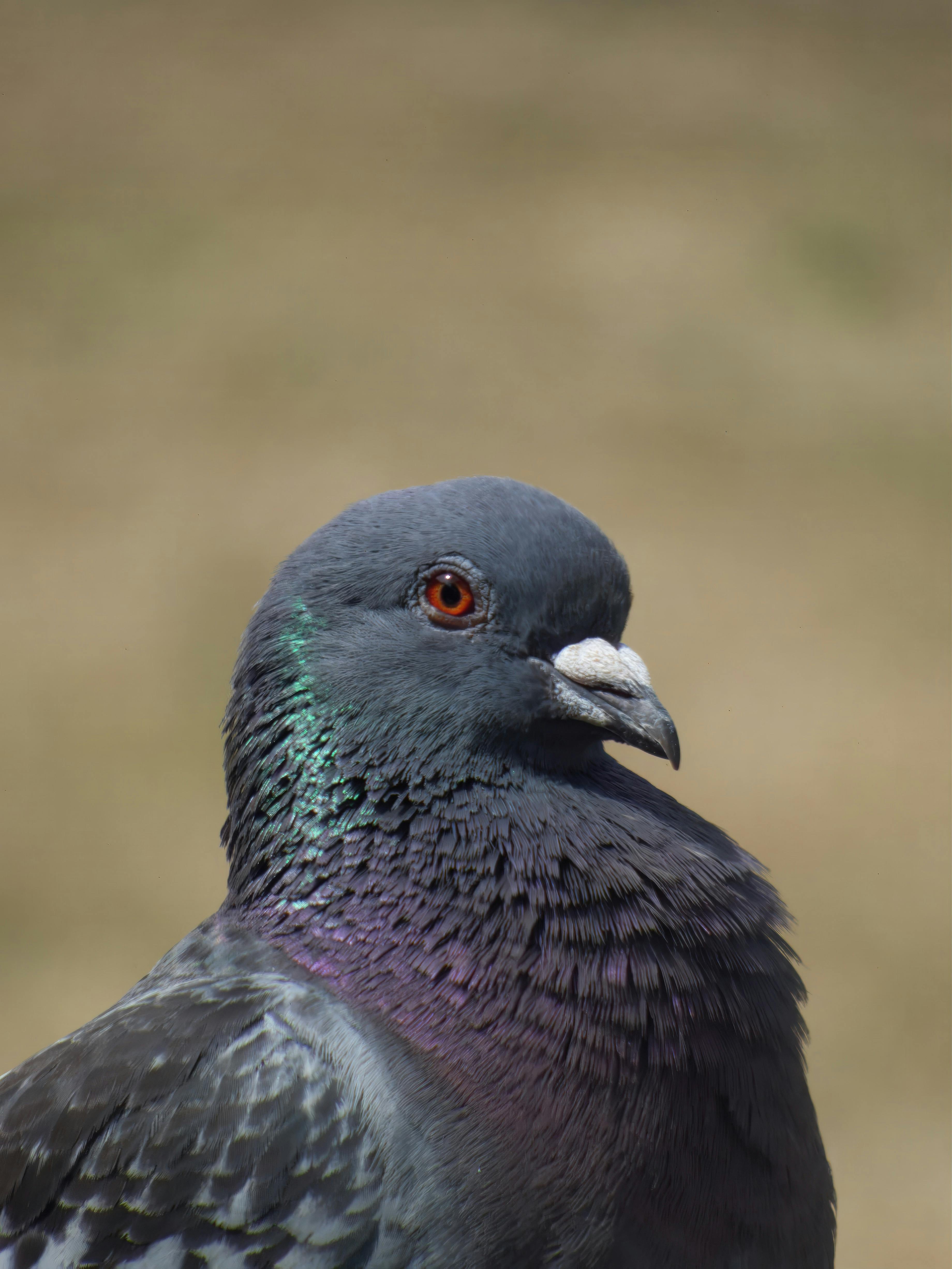 Ingerd Animals Photos, Download The BEST Free Ingerd Animals Stock ...