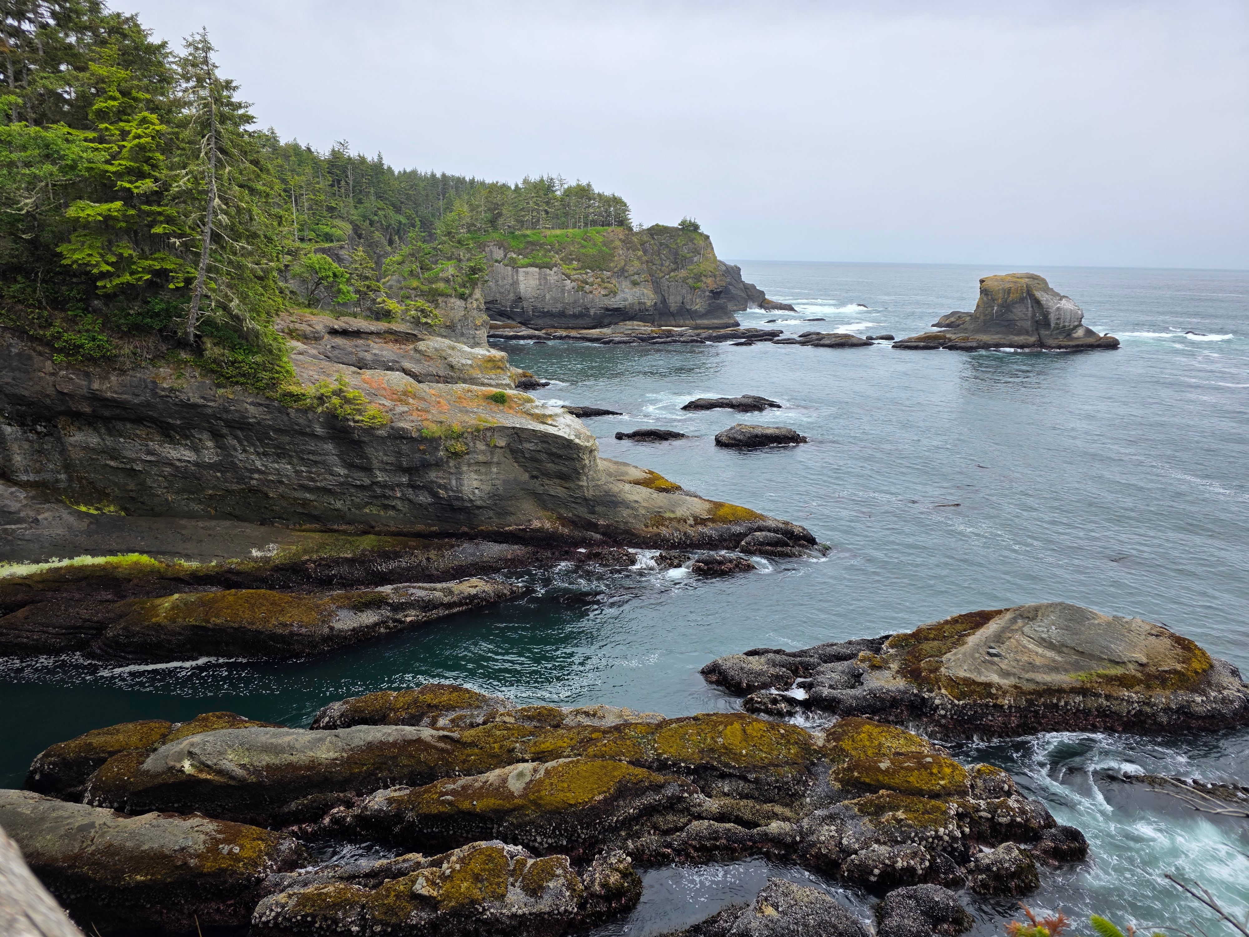 Dramatic Rocky Coastline with Evergreen Forest · Free Stock Photo