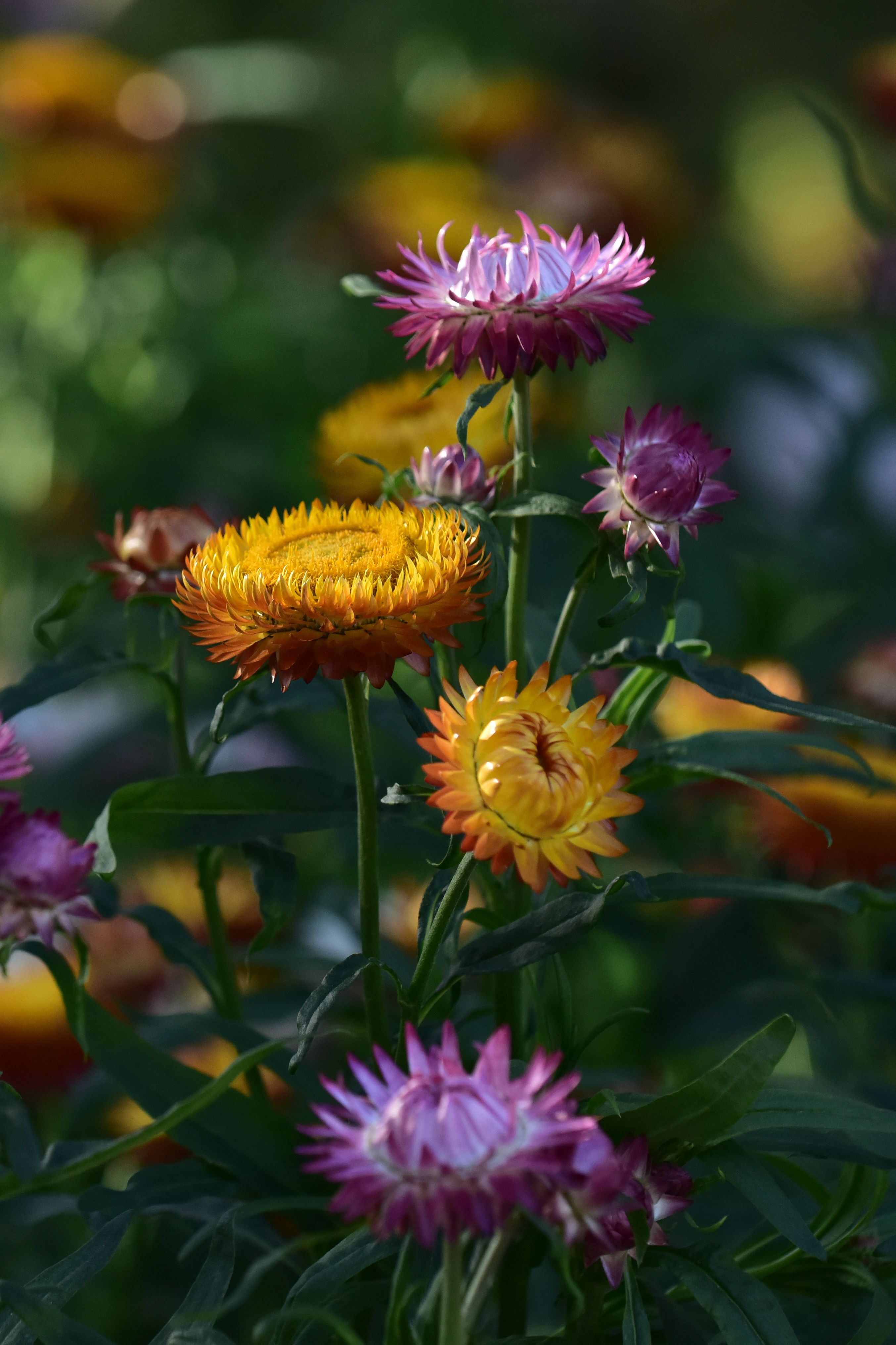 Vibrant Strawflowers in Full Bloom Outdoors · Free Stock Photo