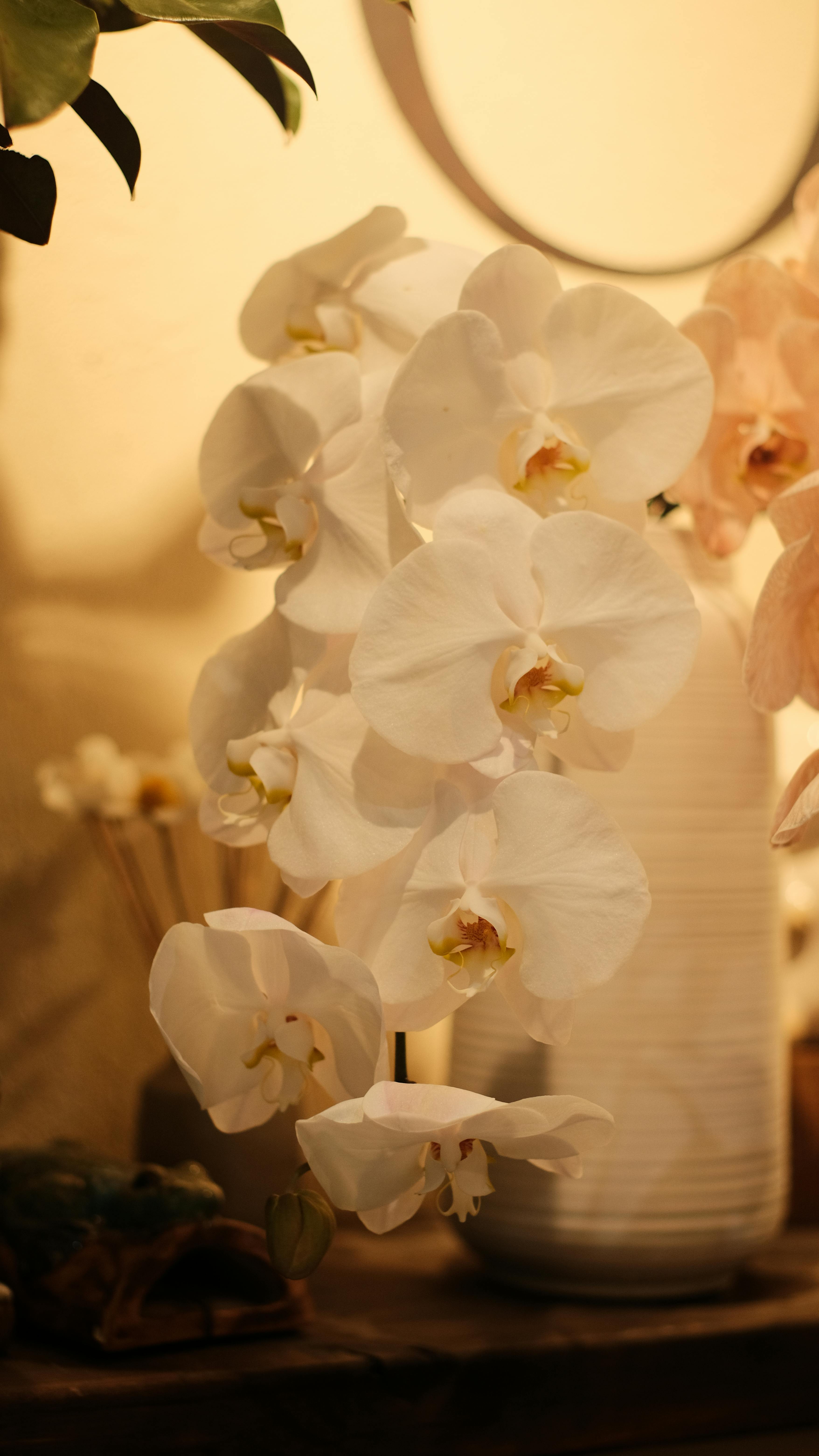 Orchid+Labeled Photos, Download The BEST Free Orchid+Labeled Stock ...