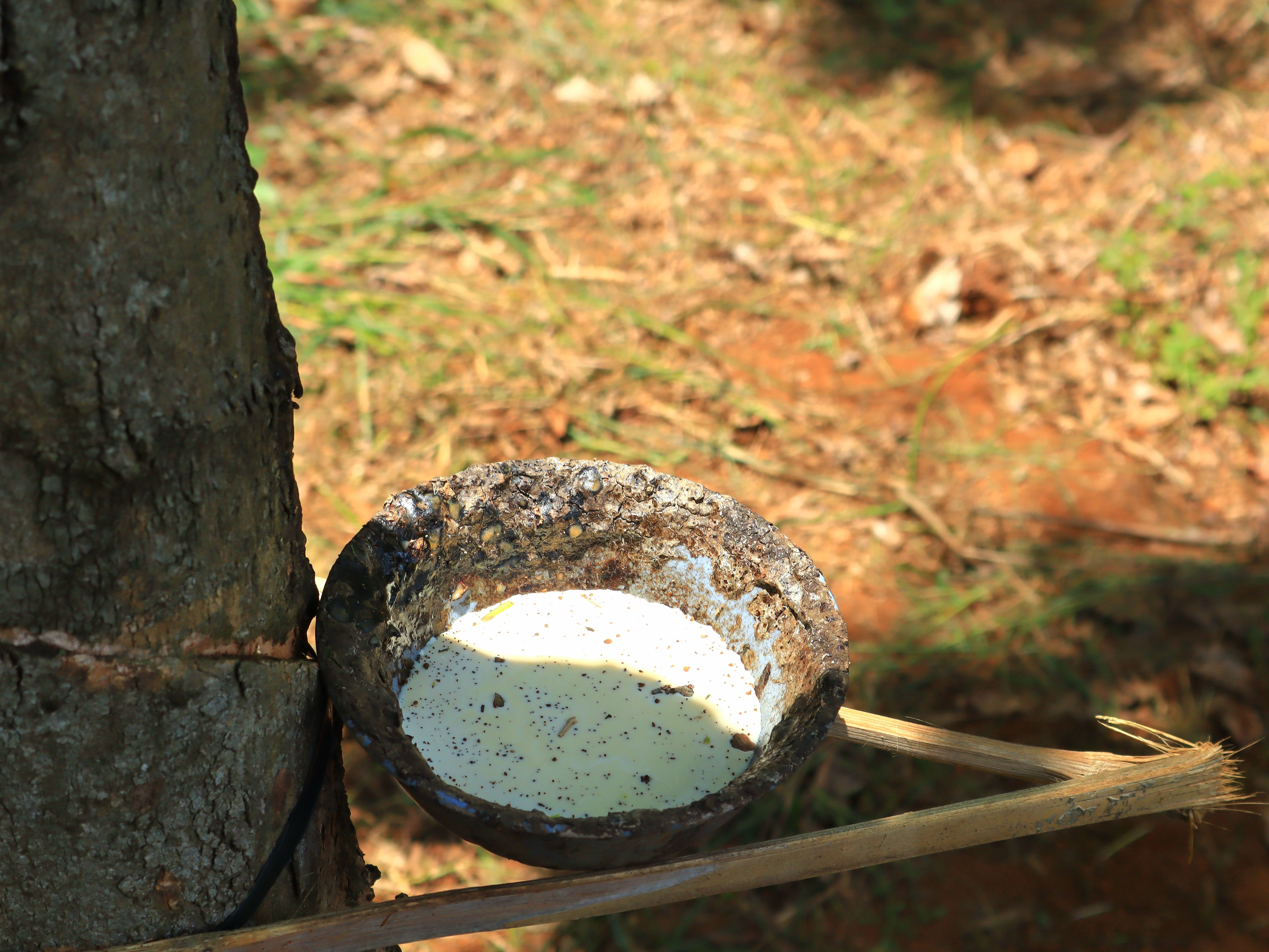 Natural Rubber Tapping from a Rubber Tree · Free Stock Photo