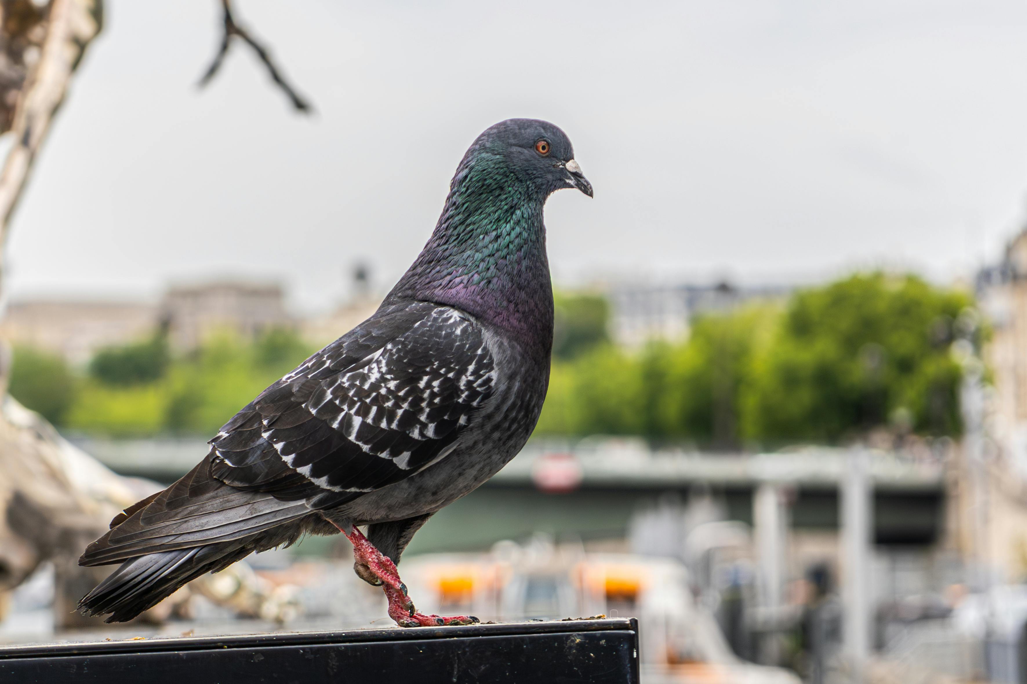 Dove Photos, Download The BEST Free Dove Stock Photos & HD Images