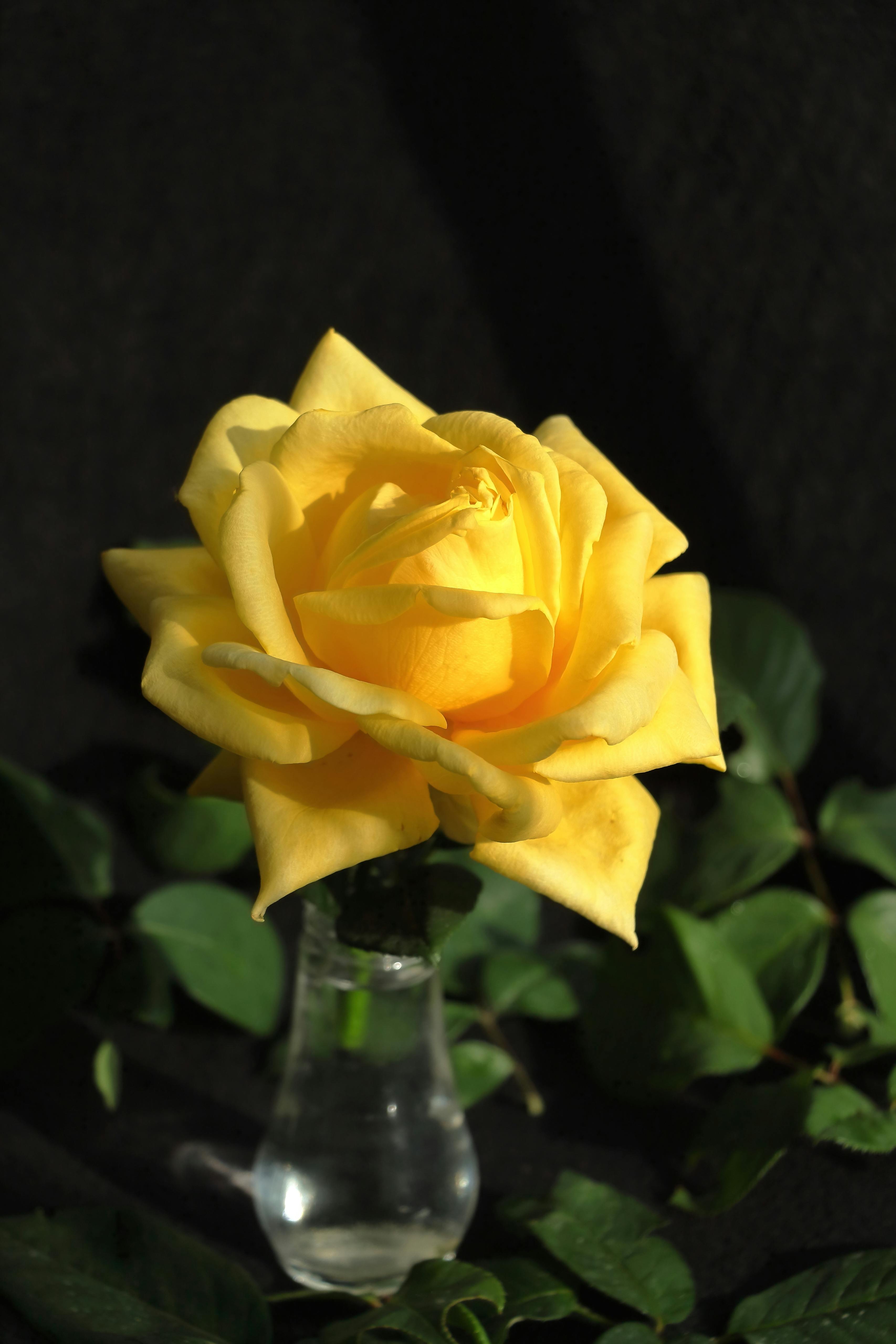 Rosa Farger Photos, Download The BEST Free Rosa Farger Stock Photos ...