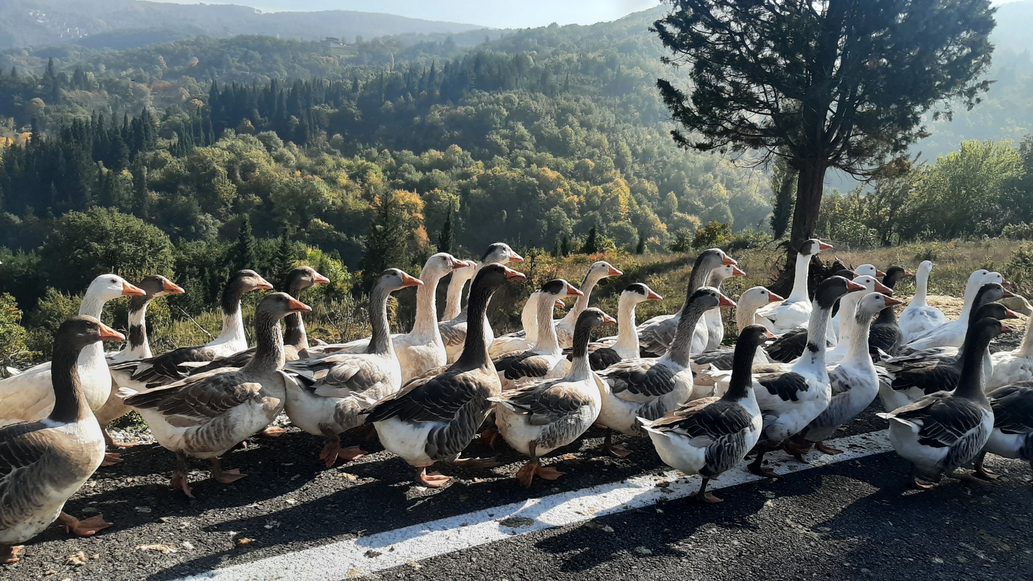 Group of Geese Roaming in Scenic Countryside · Free Stock Photo
