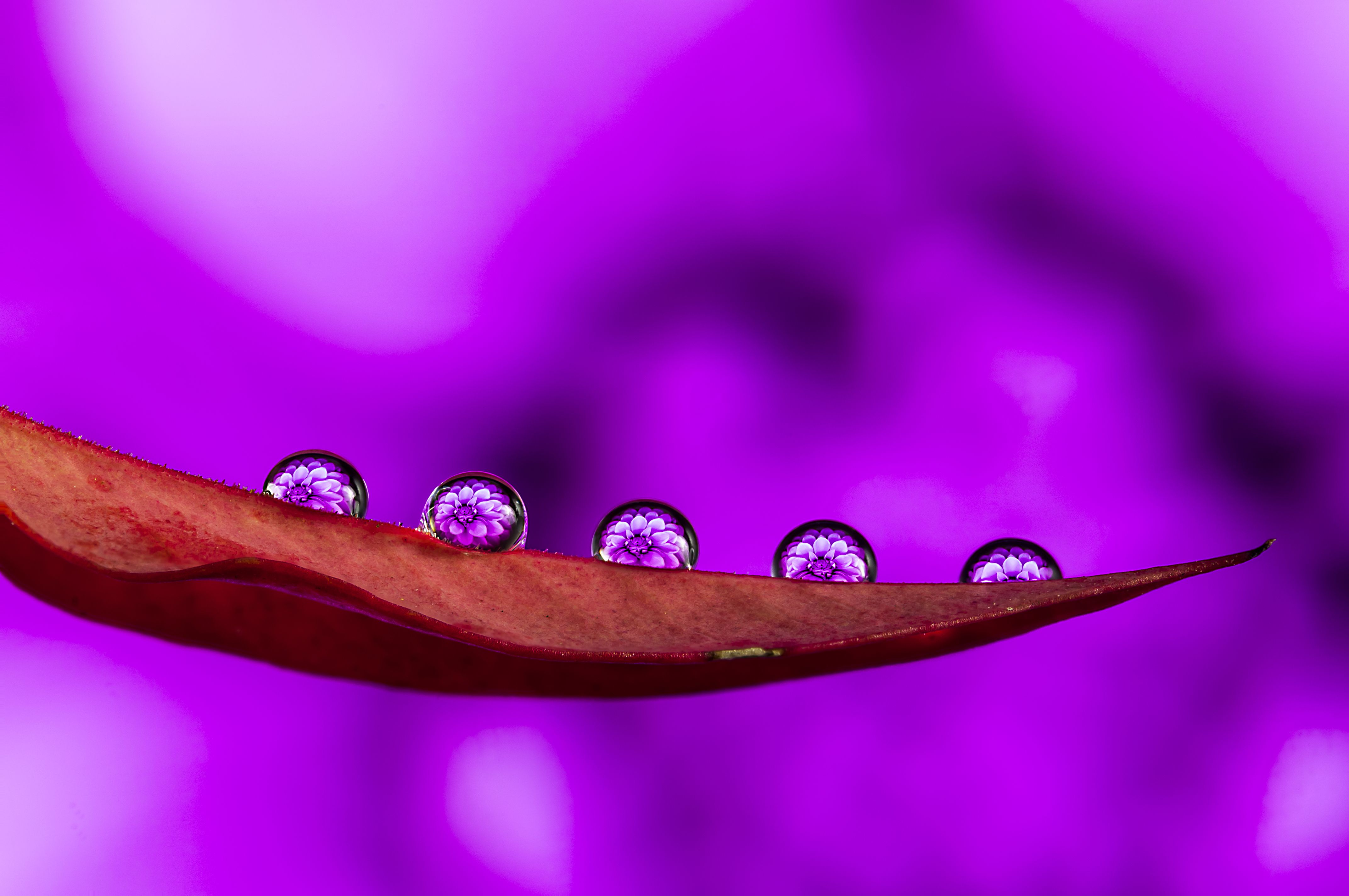 Macro Shot of Water Droplets on Leaf with Purple Background · Free ...