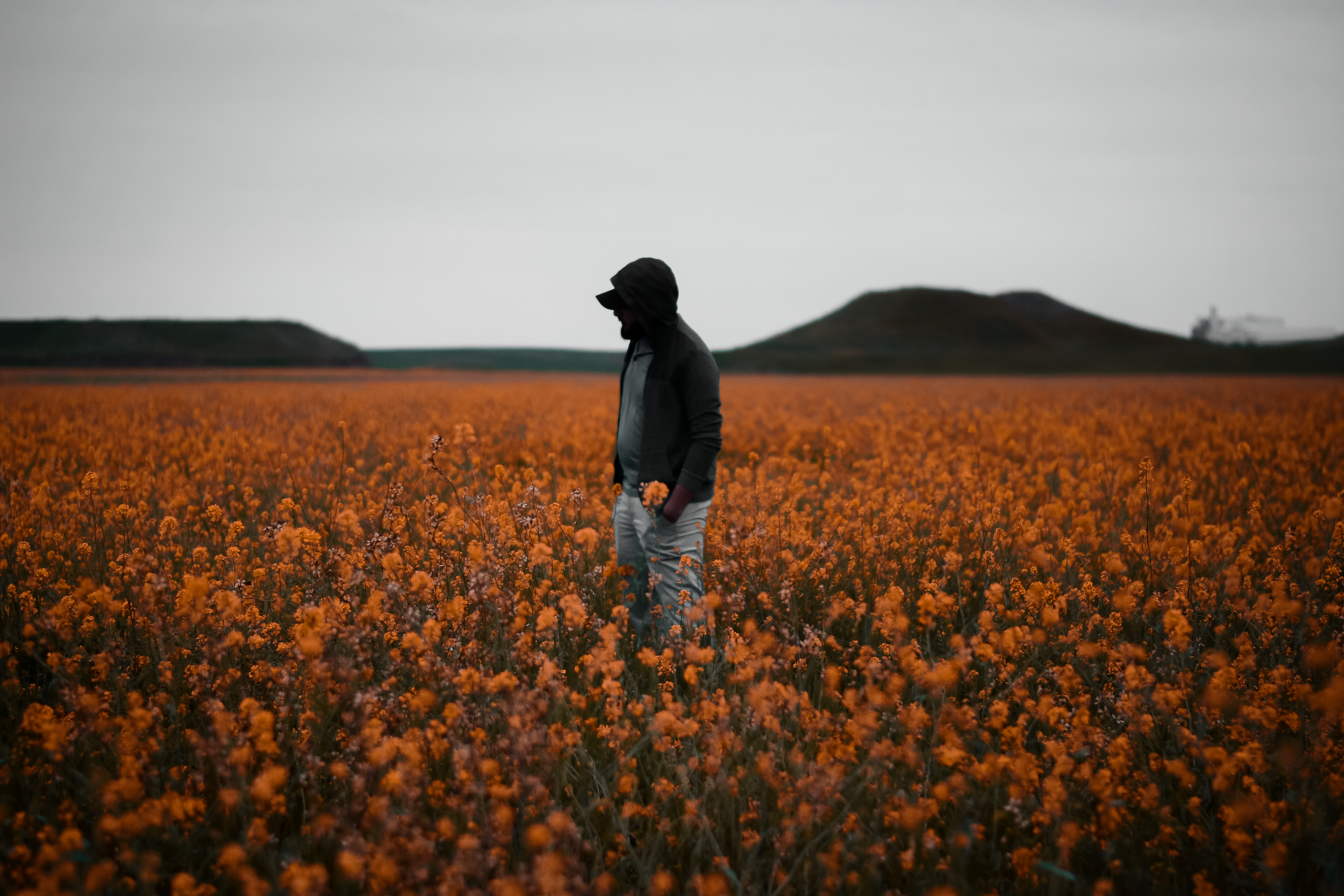 Moody Figure in Vast Flower Field during Overcast Day · Free Stock Photo