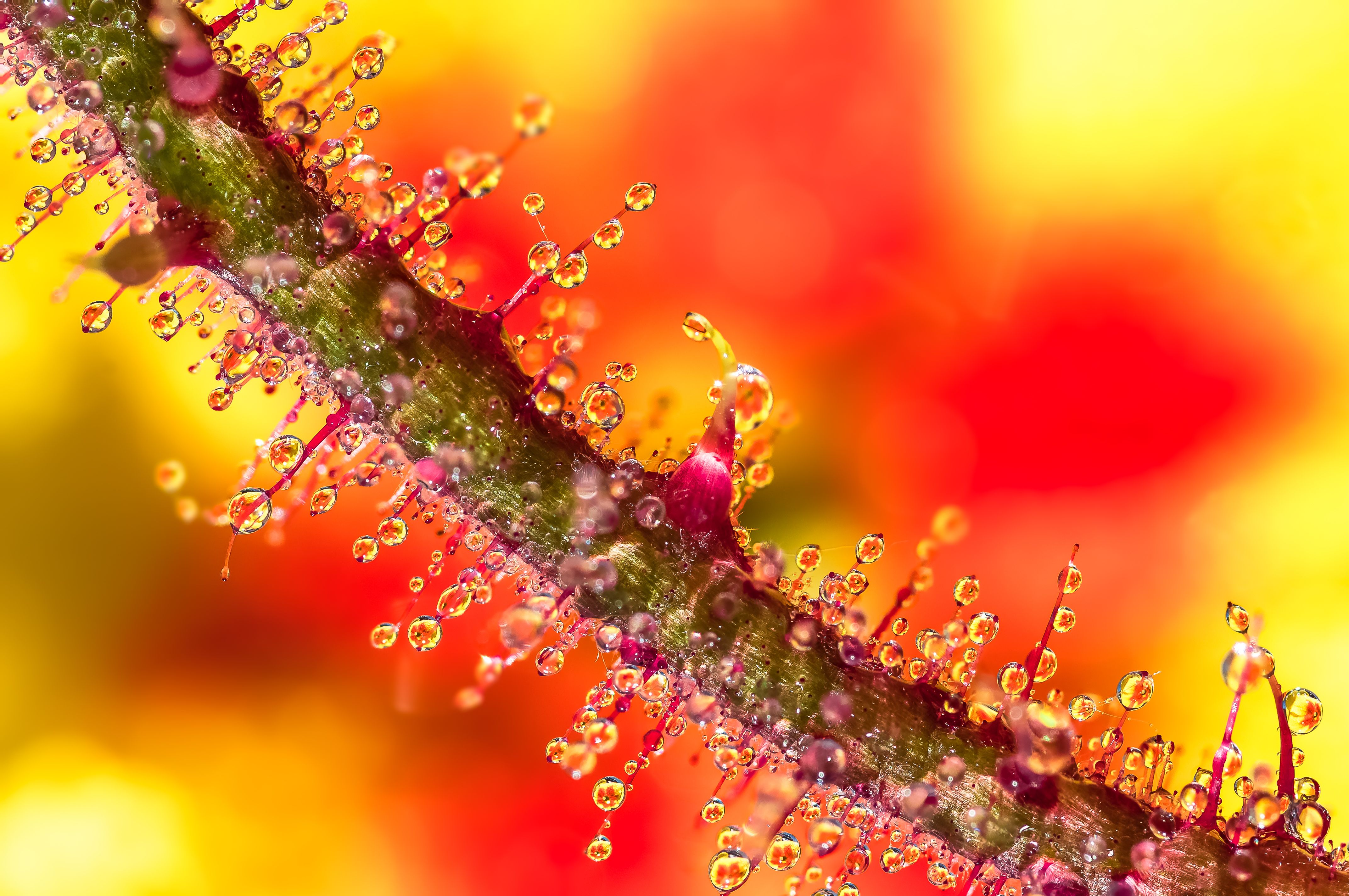 Macrofotografía Vibrante De Gotas De Agua Sobre El Tallo De Una Planta ...