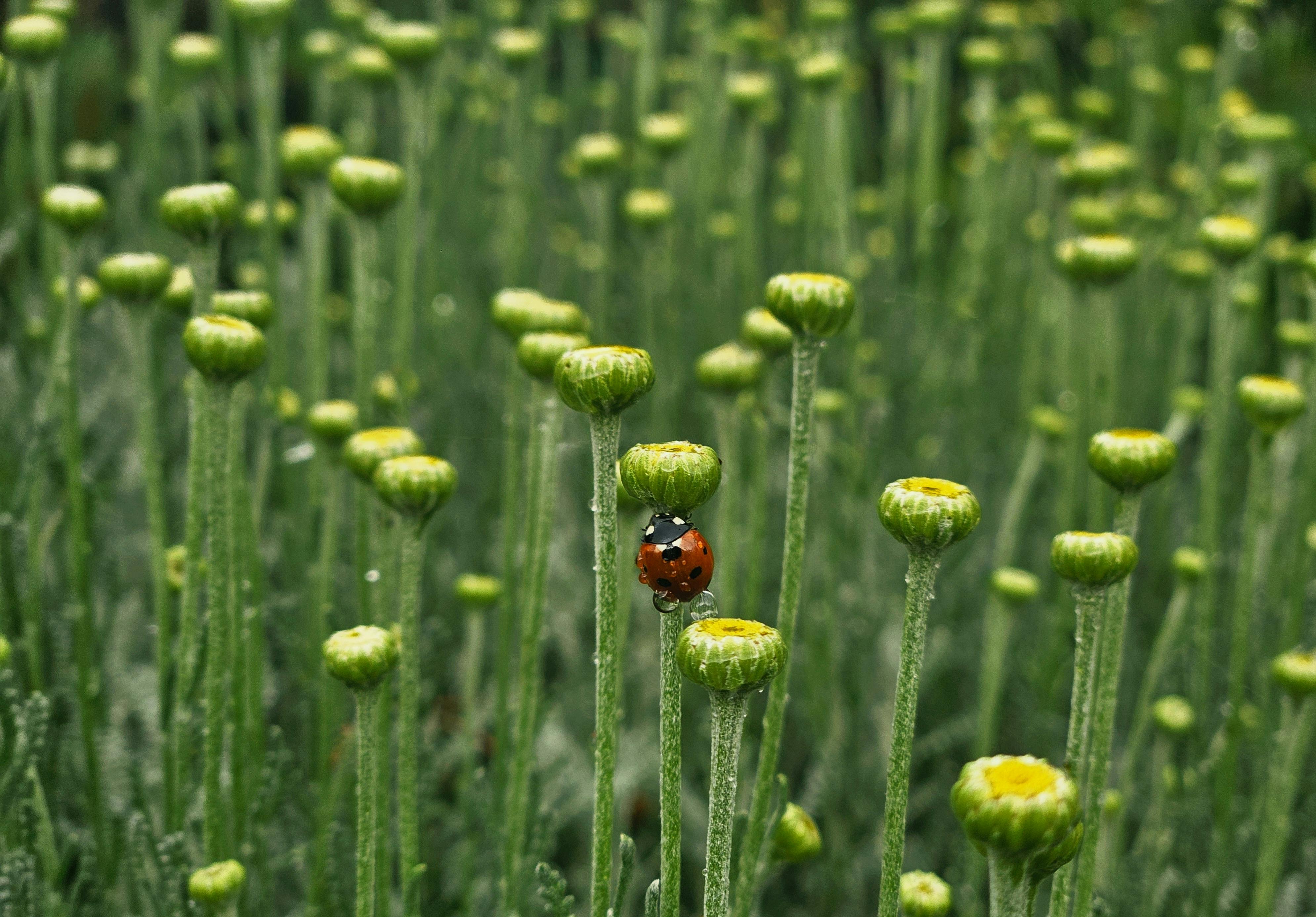 Close Up Ladybug Photos, Download The BEST Free Close Up Ladybug Stock ...