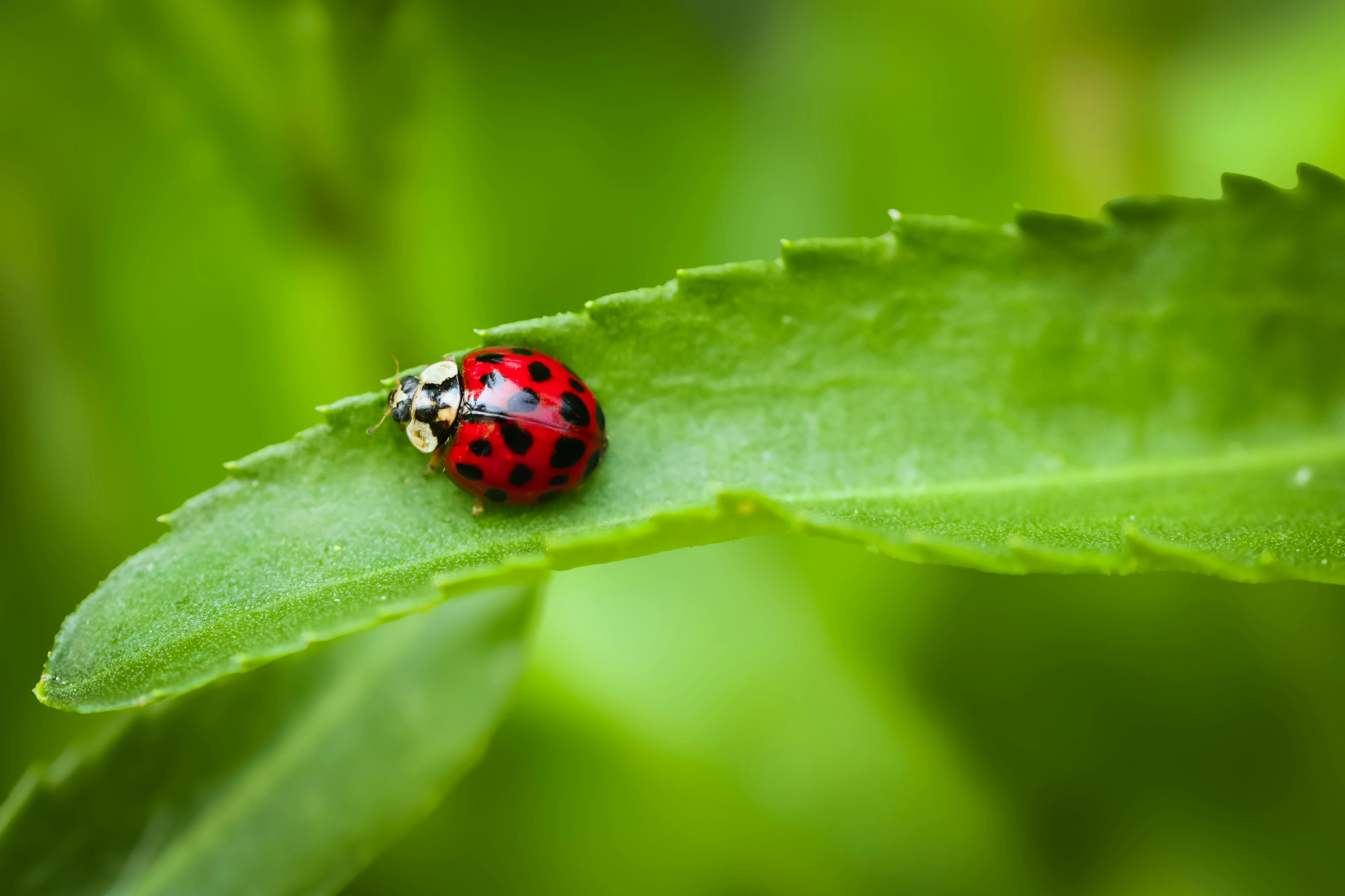 Close Up Photo of Ladybug on Leaf during Daytime · Free Stock Photo