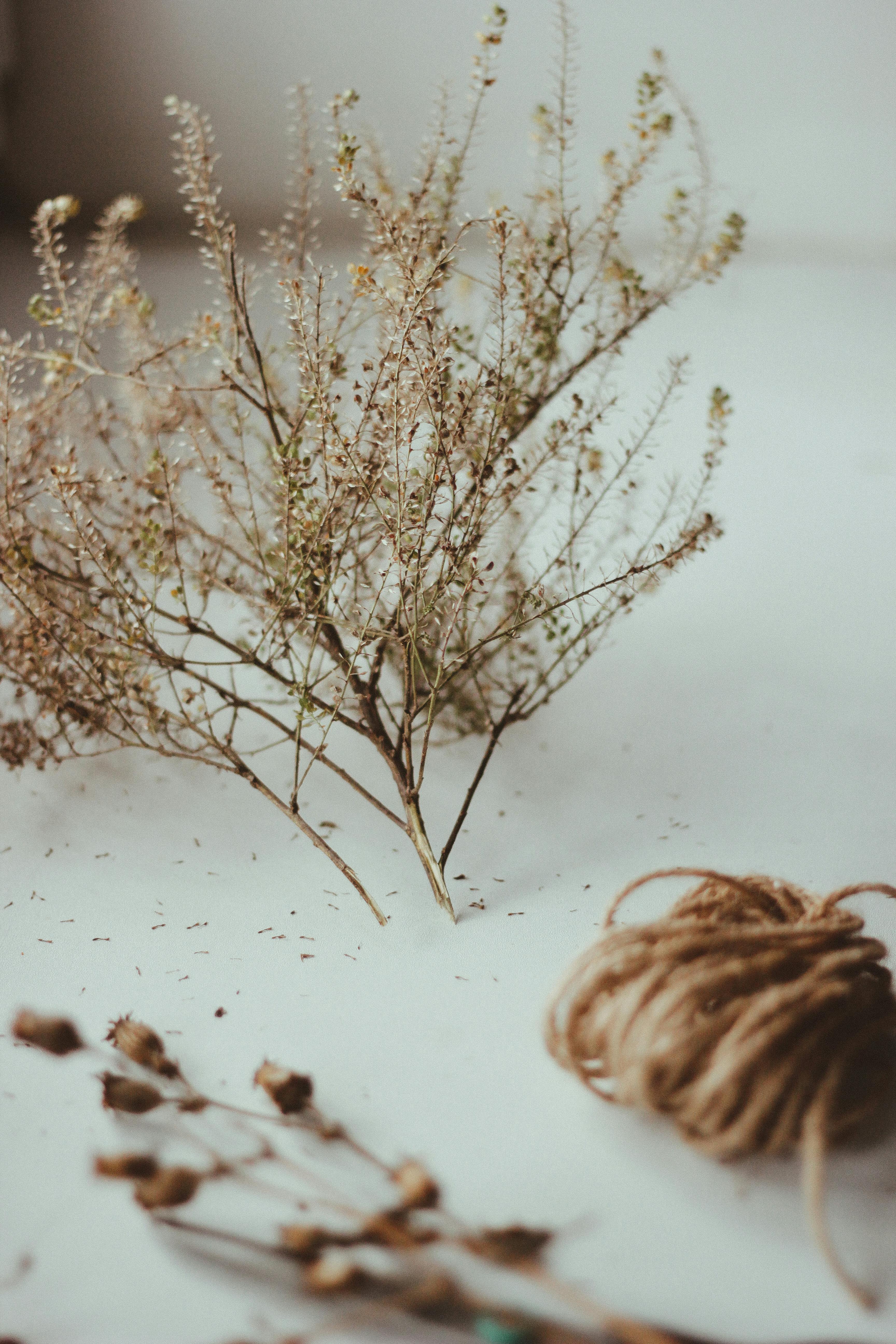 Brown Flower Plant · Free Stock Photo