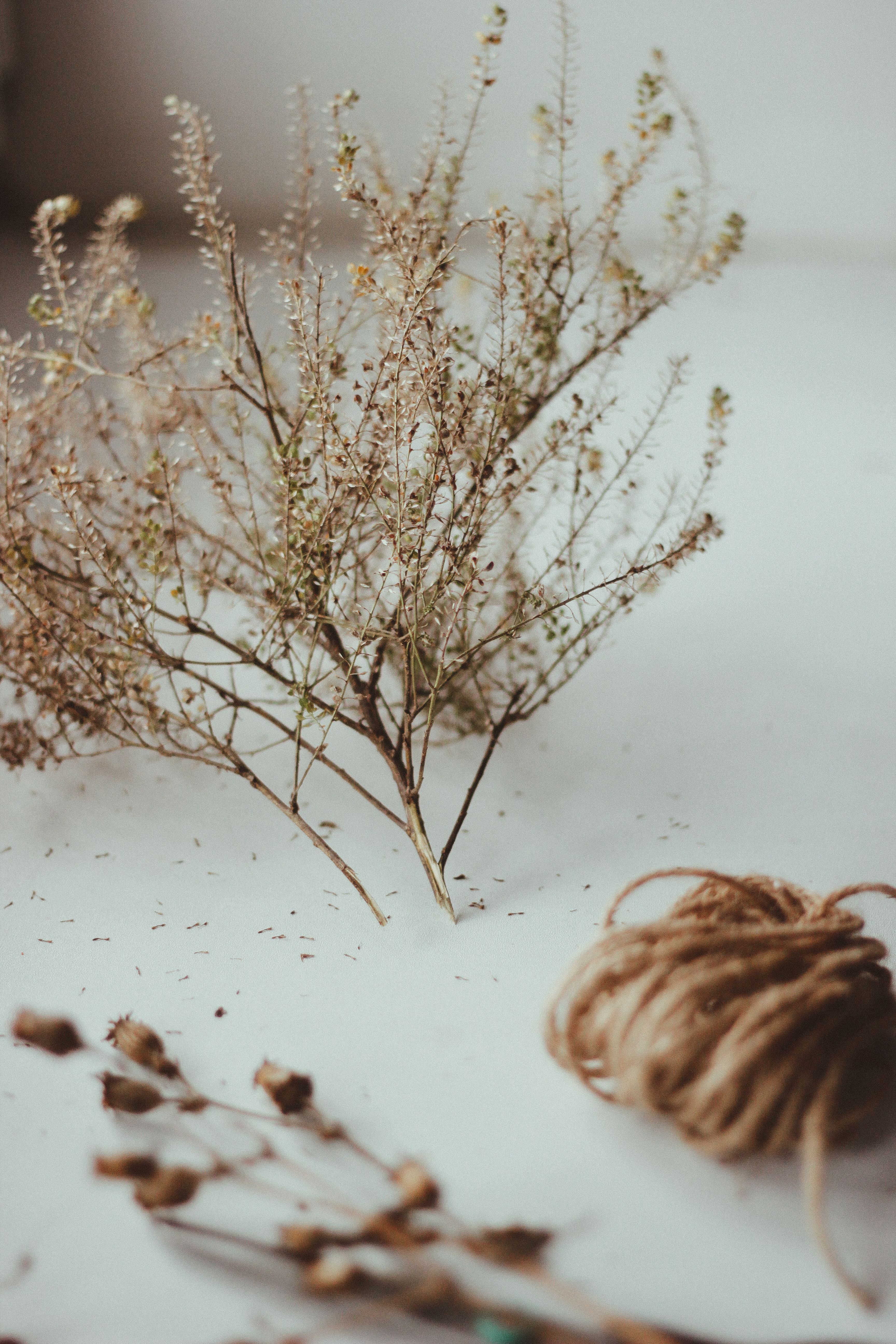 Brown Flower Plant · Free Stock Photo