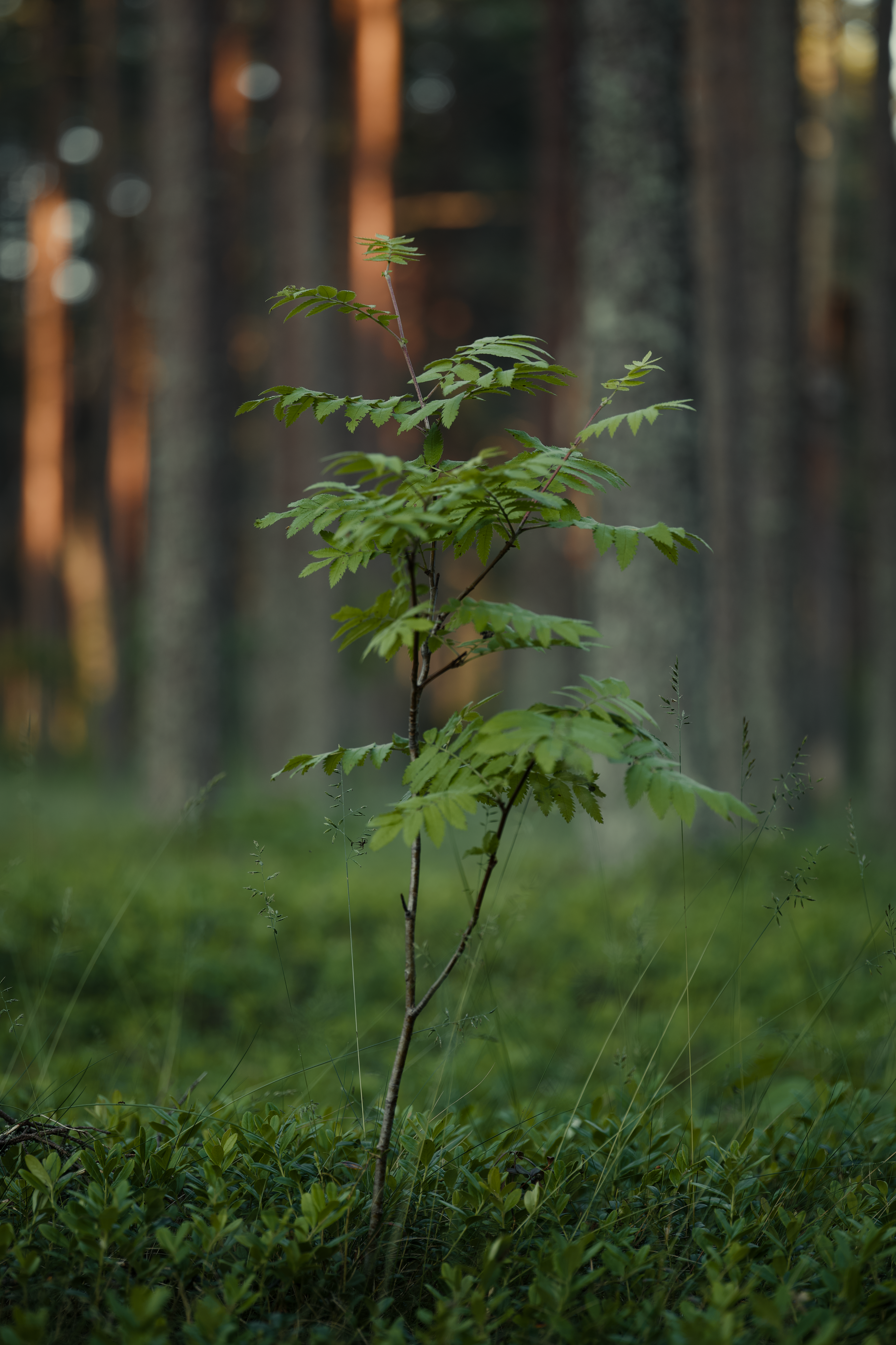 Young Rowan Tree in Serene Forest Setting · Free Stock Photo
