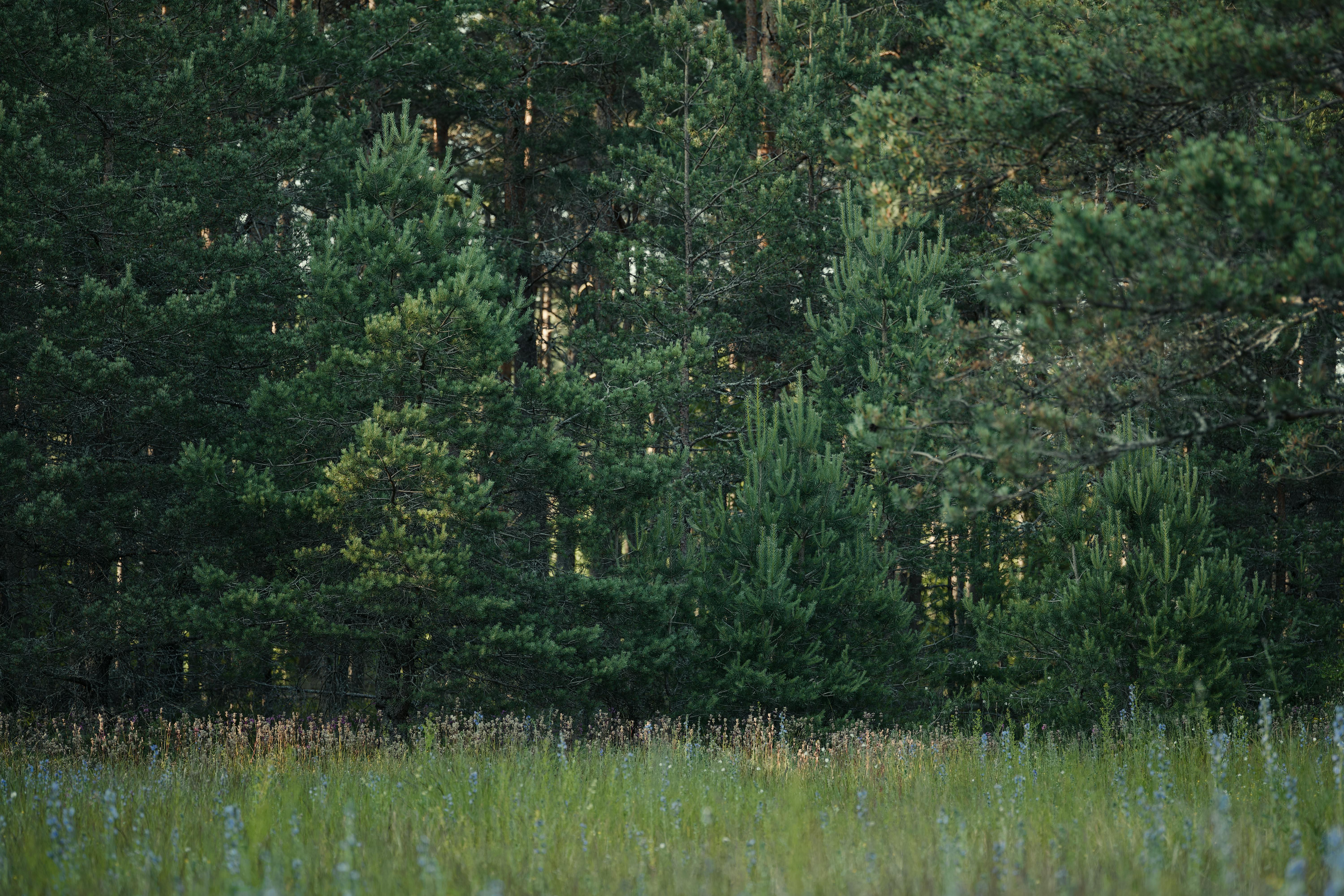 Tranquil Evergreen Forest with Meadow View · Free Stock Photo