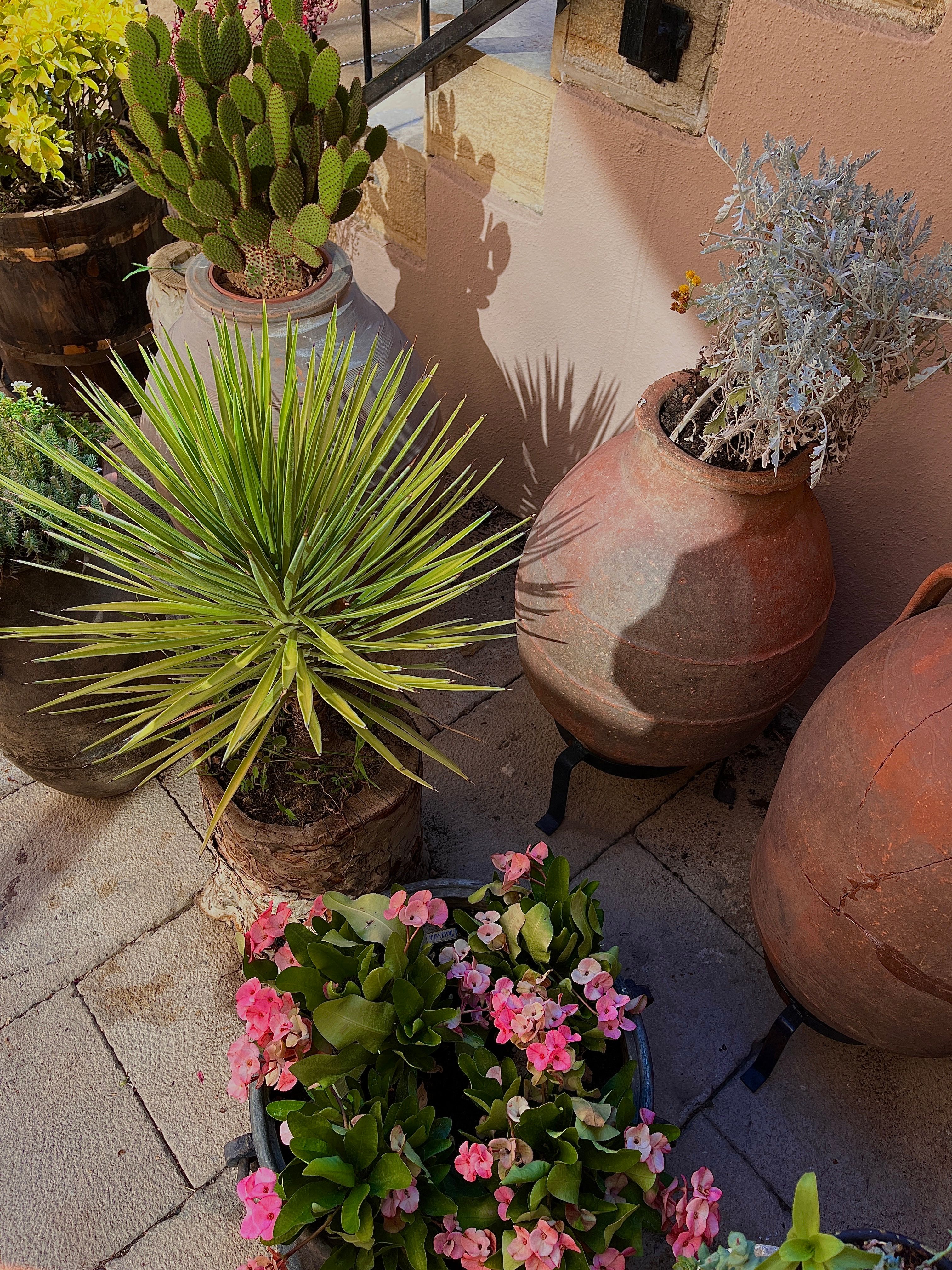 Outdoor Mediterranean Plant Arrangement with Terracotta Pots · Free ...