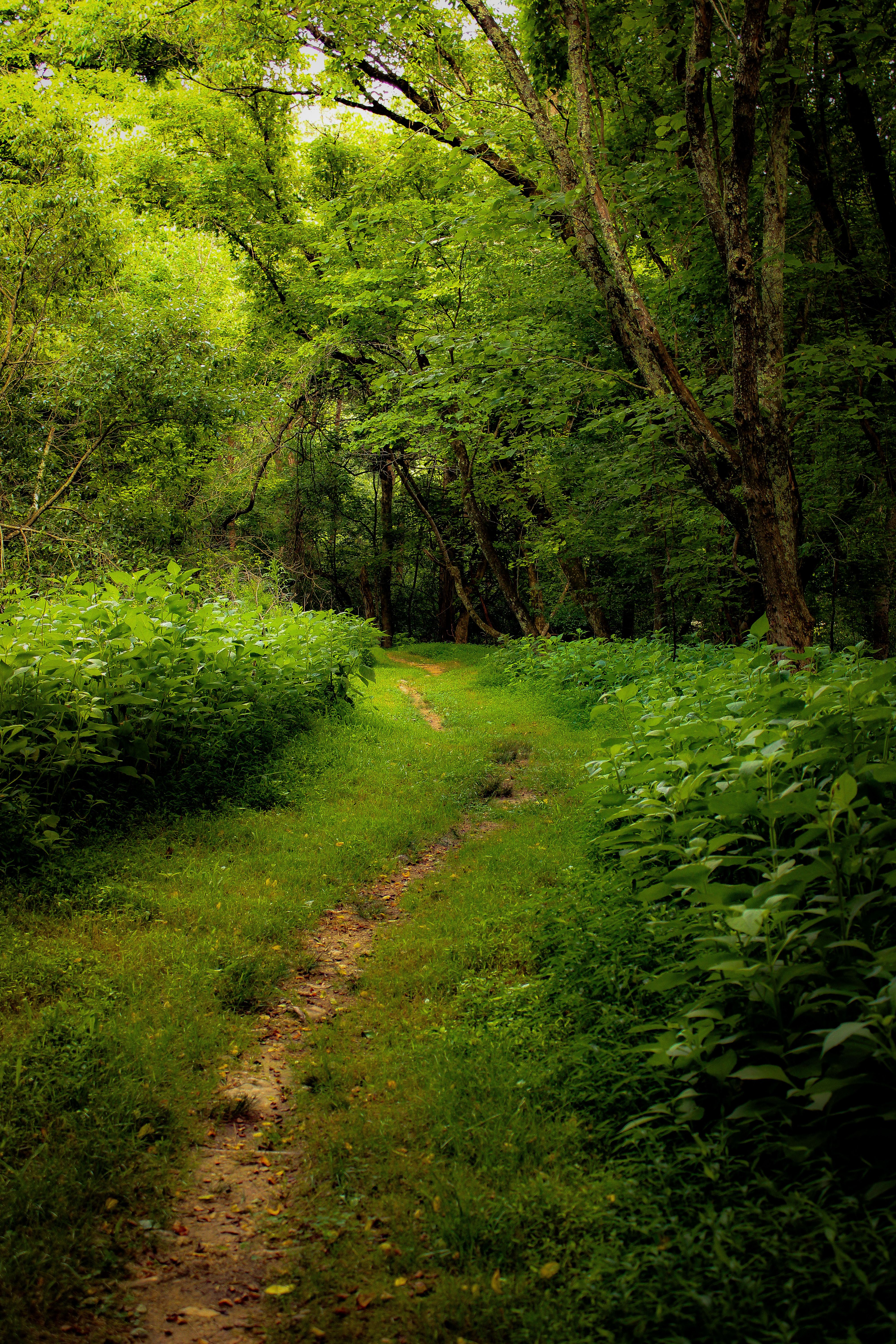 Serene Forest Pathway Through Lush Greenery · Free Stock Photo