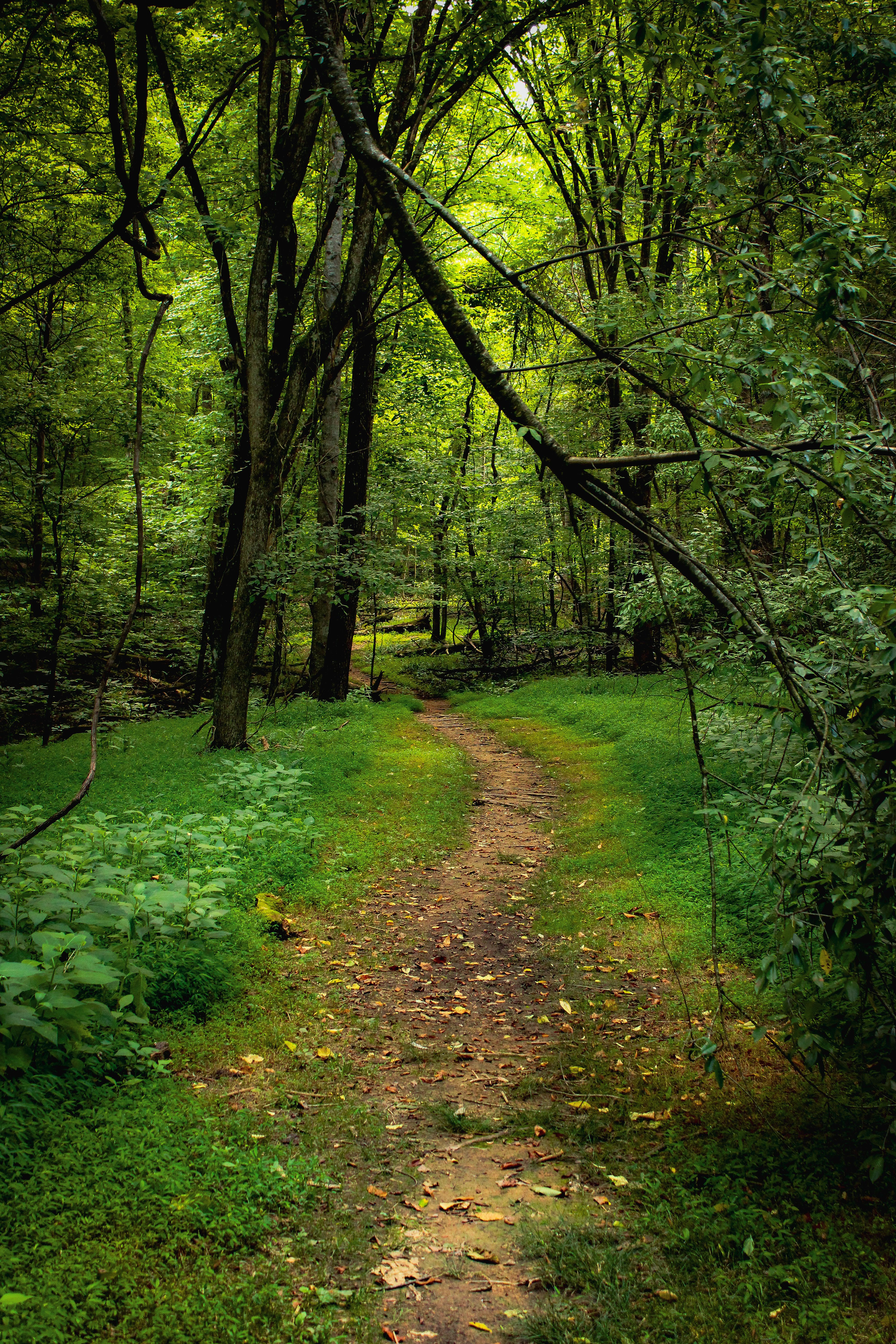 Serene Forest Pathway Through Lush Greenery · Free Stock Photo