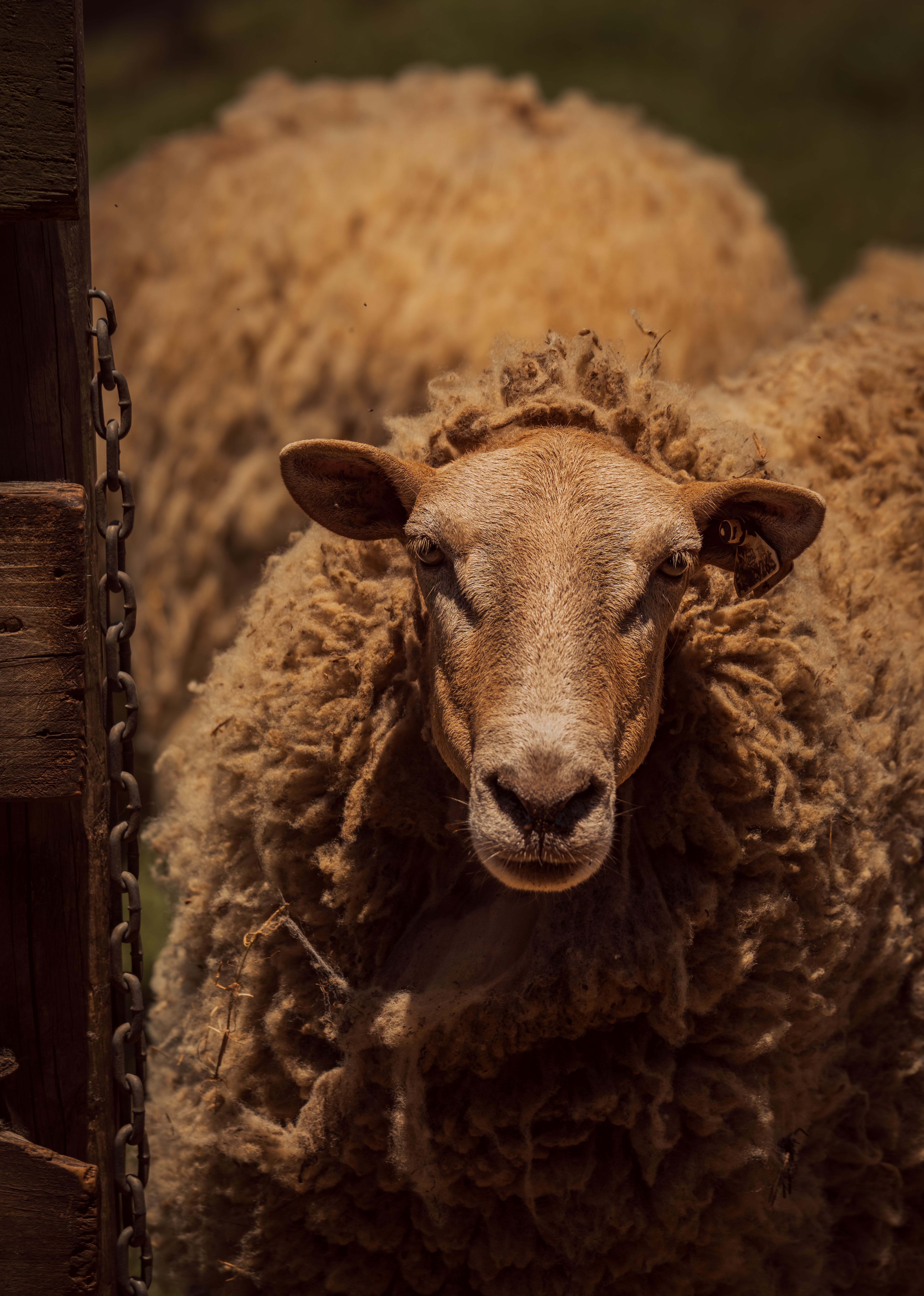 Golden Wool Sheep in Pastoral Farm Scene · Free Stock Photo