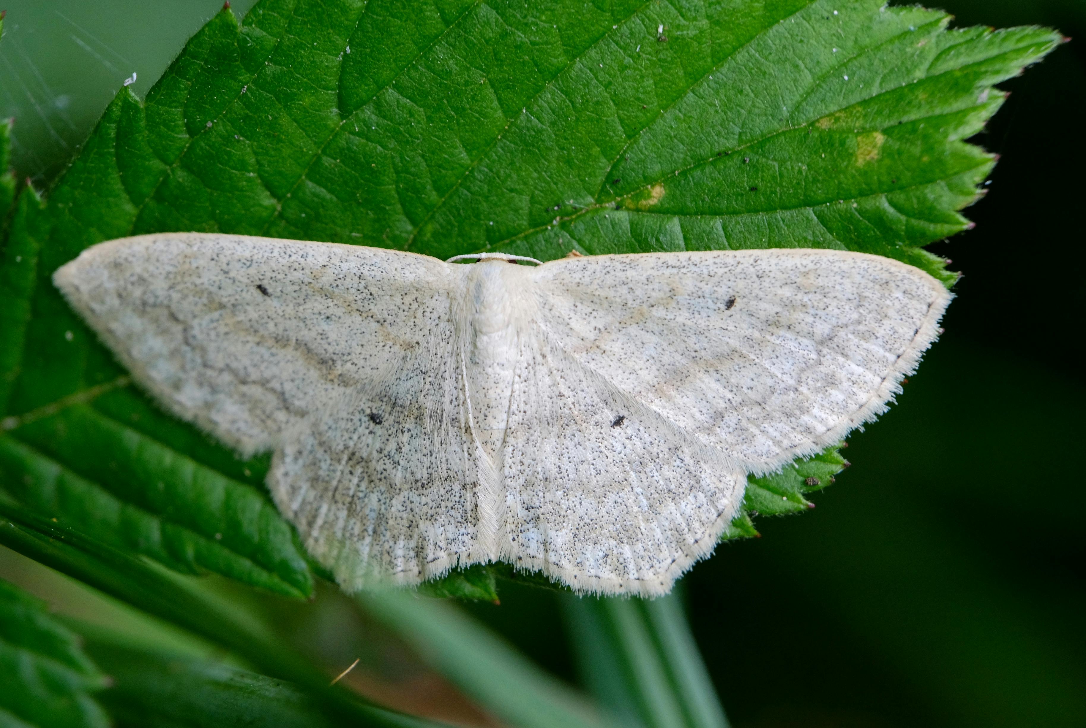 Geometer Moth Photos, Download The BEST Free Geometer Moth Stock Photos ...