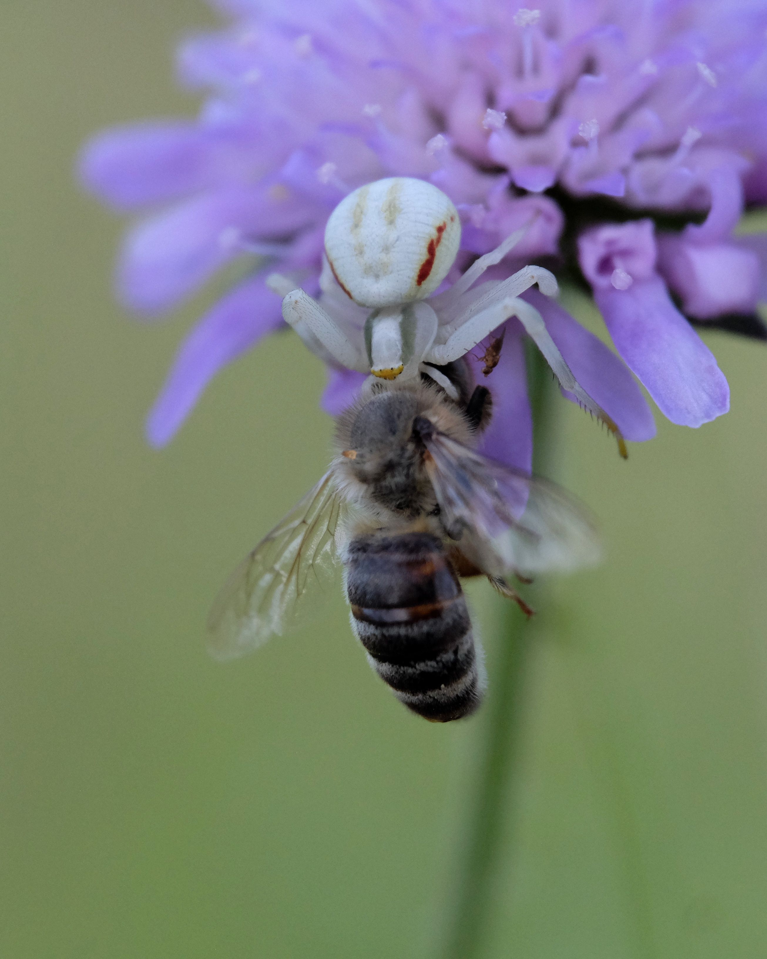 White Spider and Bee on Purple Flower Close-Up · Free Stock Photo