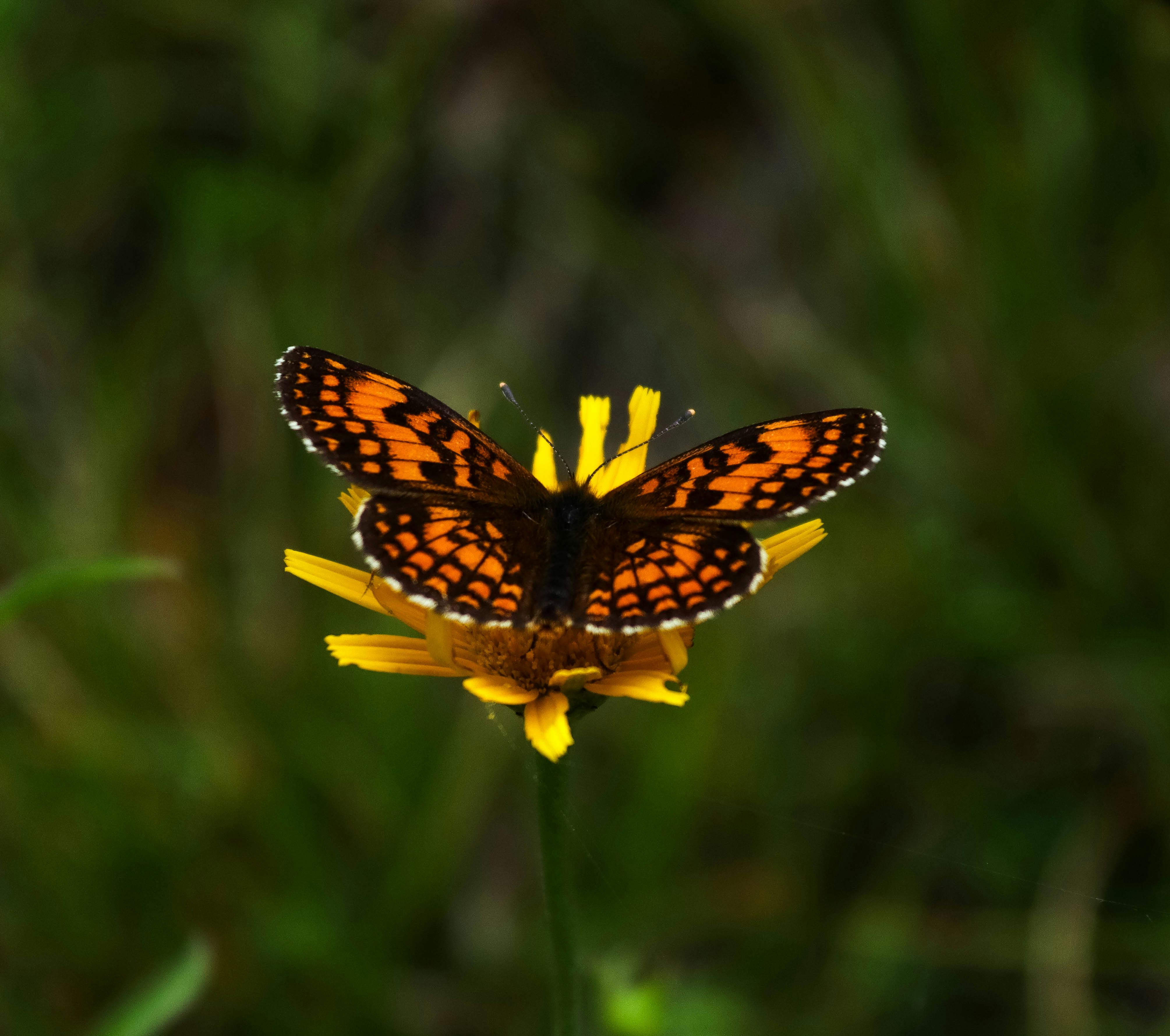 Butterfly Transformation Photos, Download The BEST Free Butterfly ...